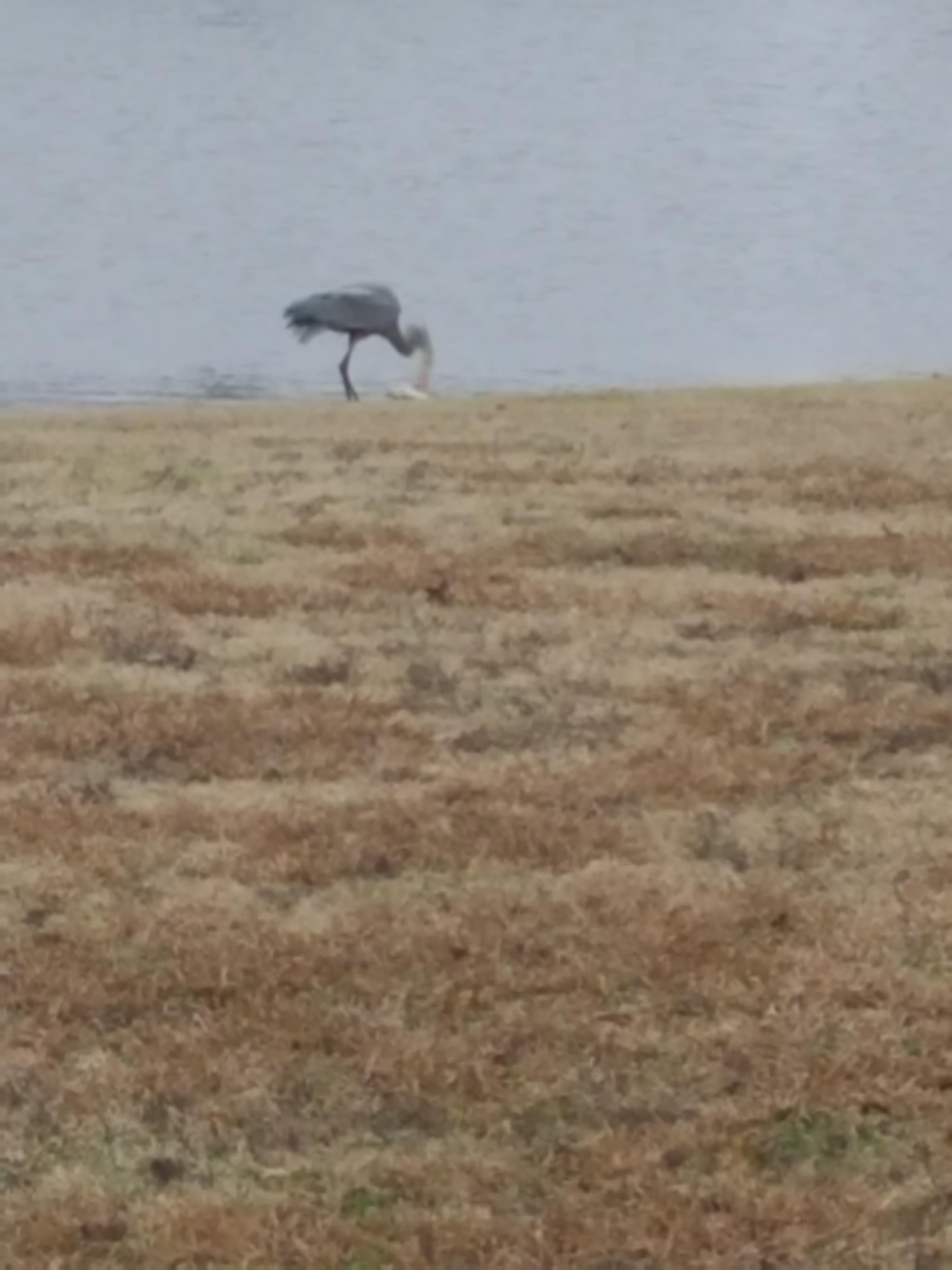 Charlie caught a big fish! | Scrolller