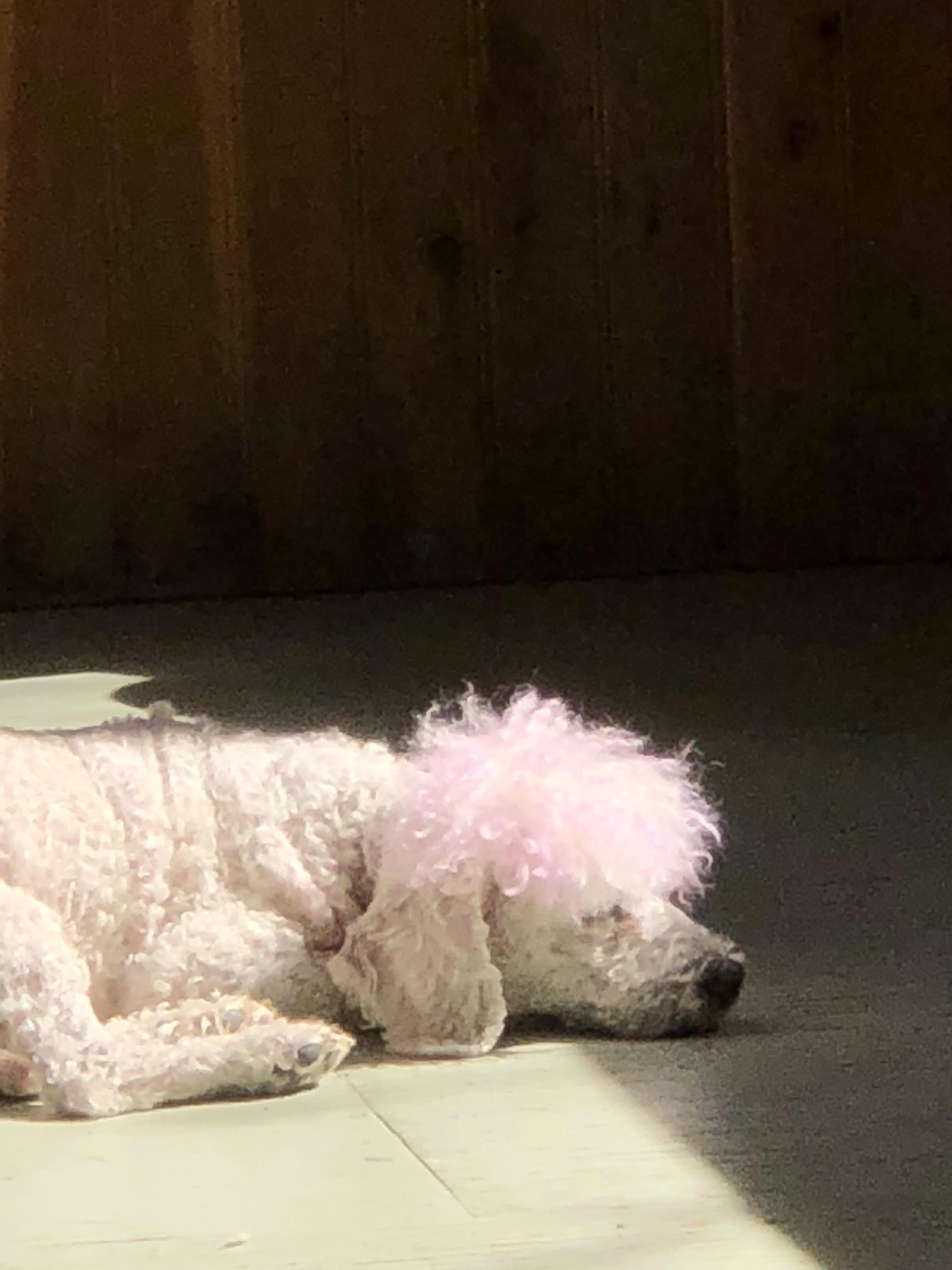 Charlie loves to nap on the sun | Scrolller