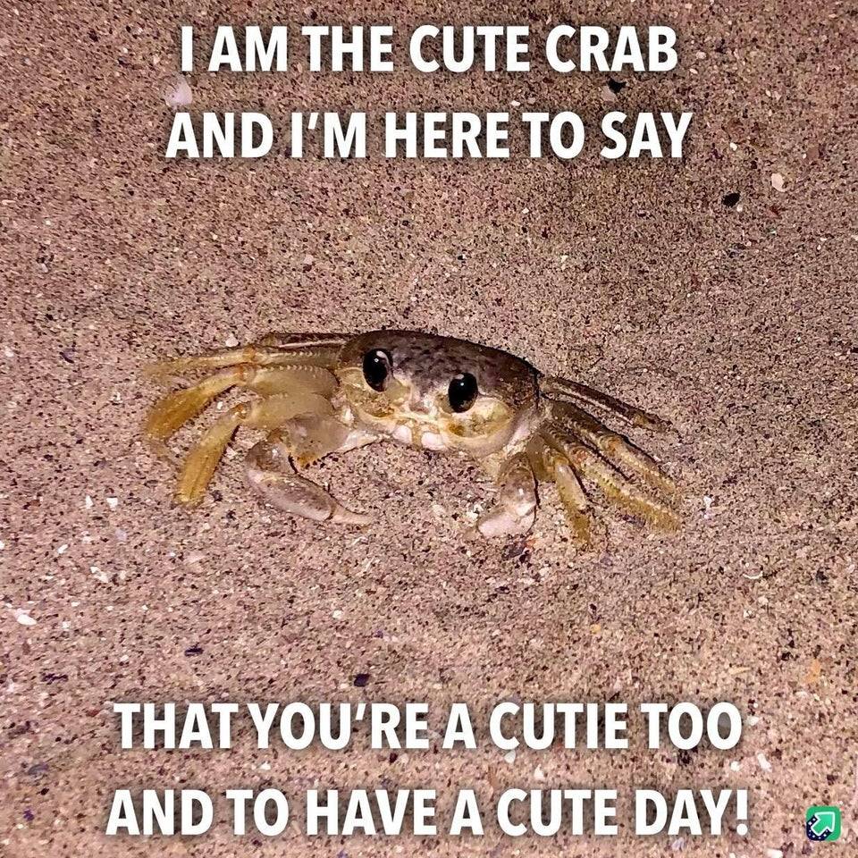 Charlie the Cute Crab | Scrolller