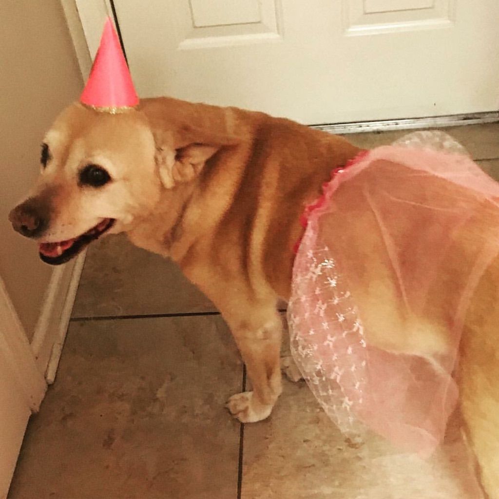 Charlotte's sweet 16 | Scrolller