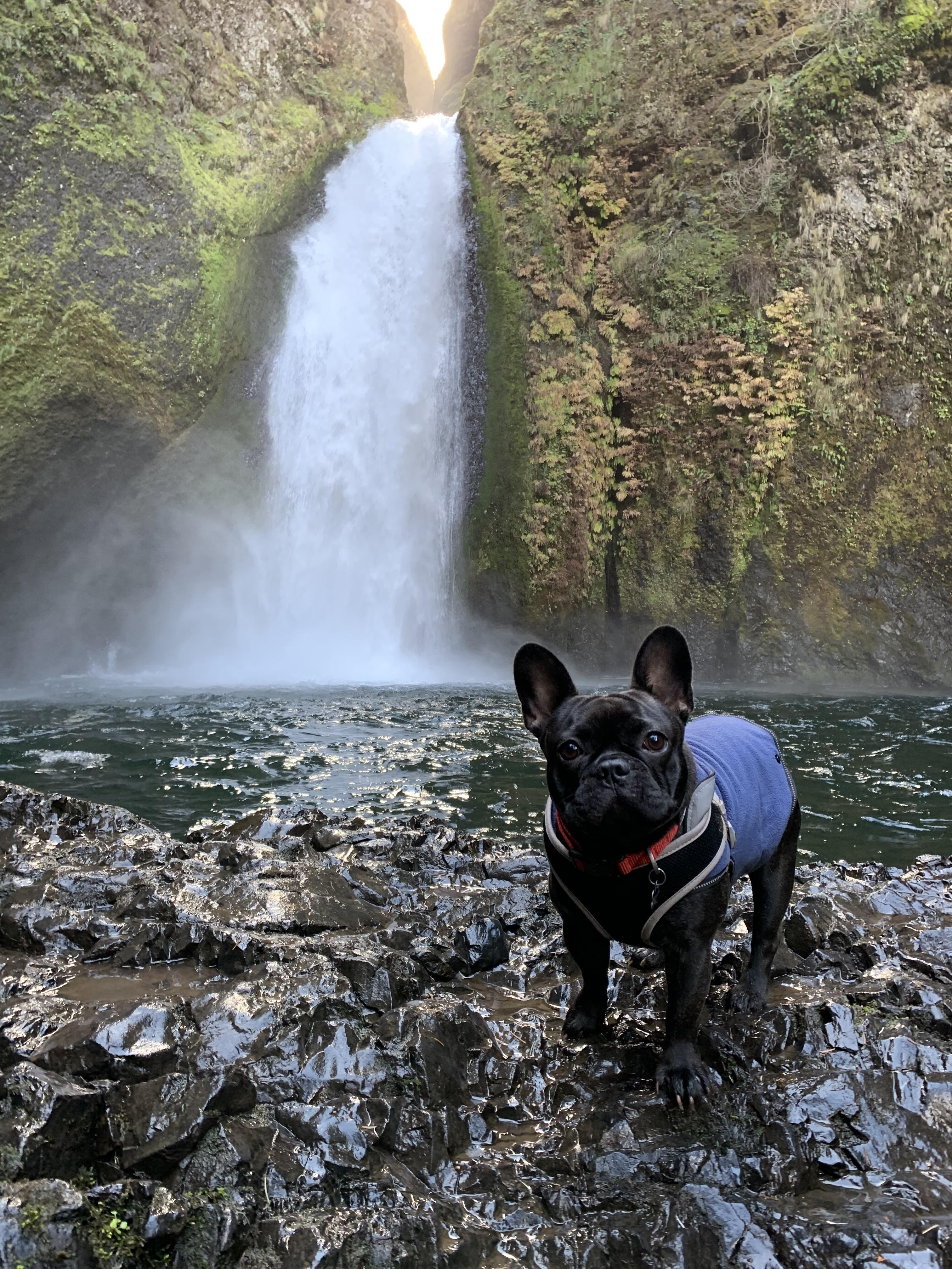 Chasing waterfalls instead of the cat today! | Scrolller