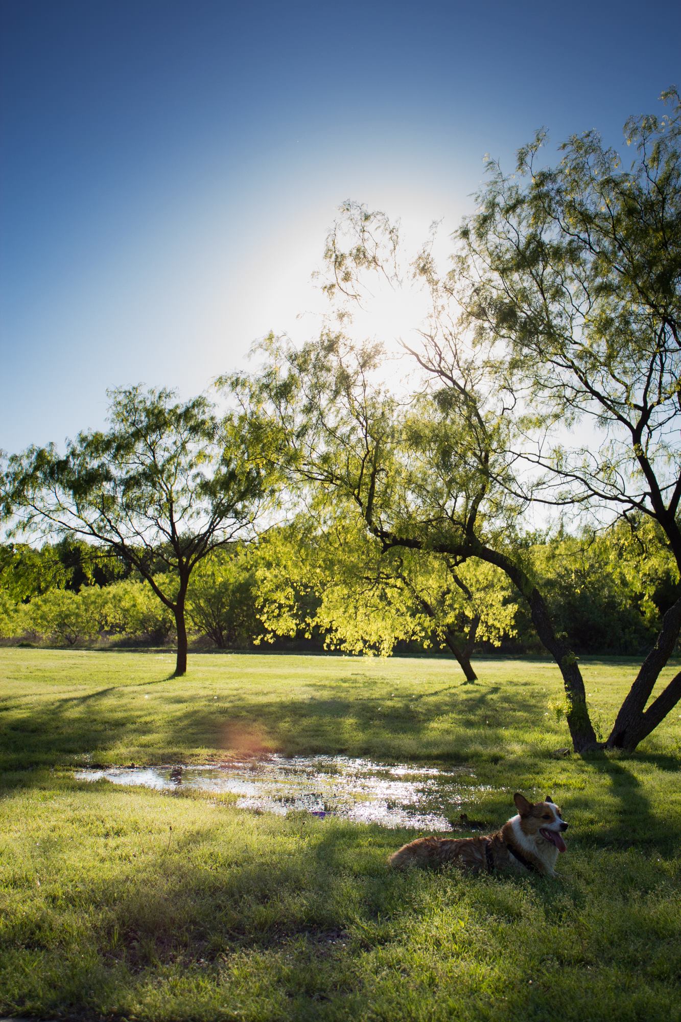 Chauncey enjoying the sun and after a nice mud bath | Scrolller