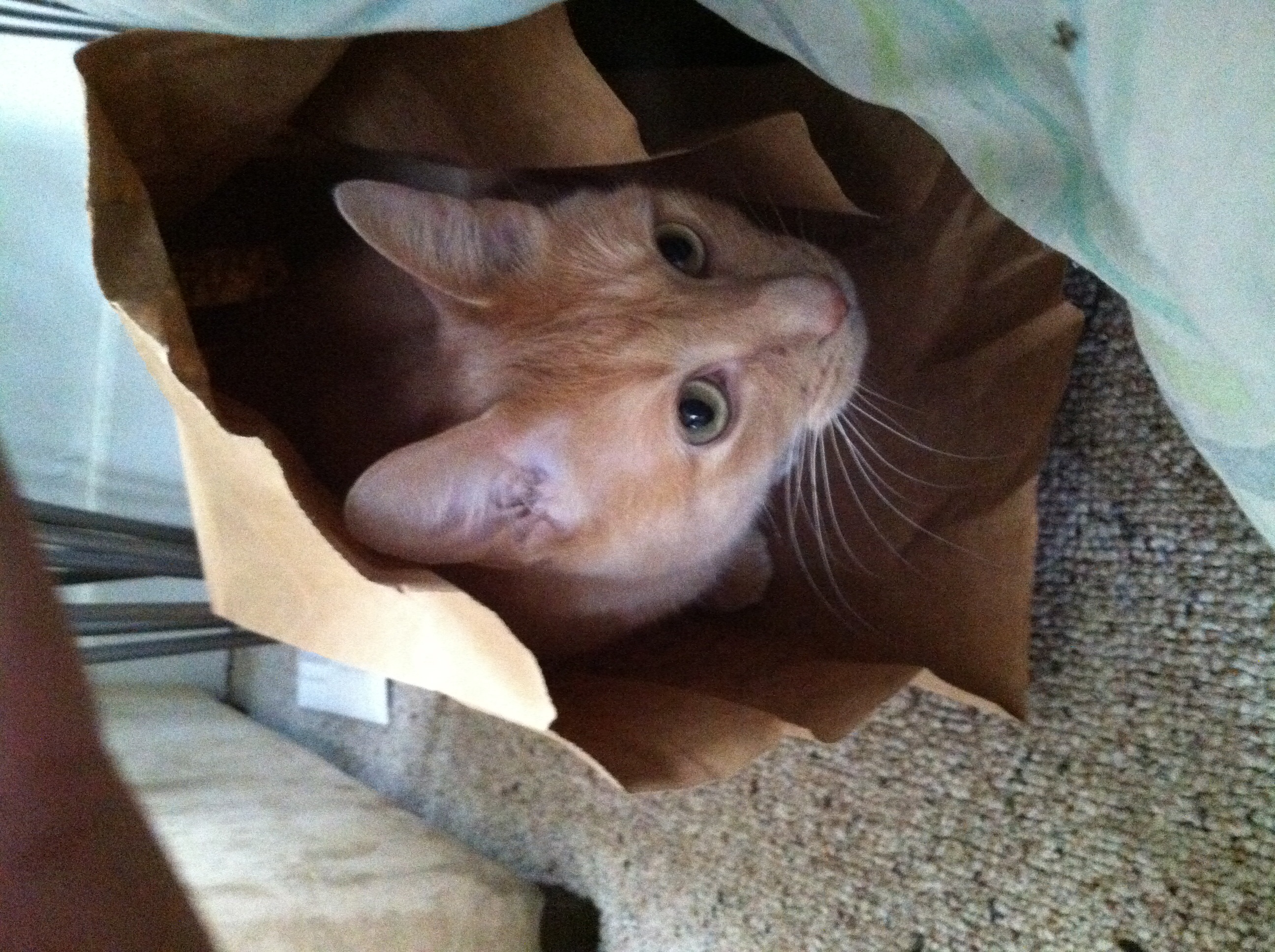 Cheef in a bag. | Scrolller