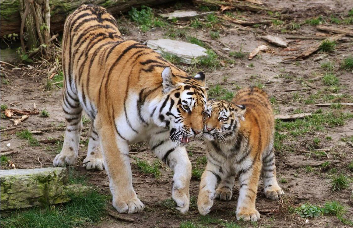 Cheeky Tigers | Scrolller