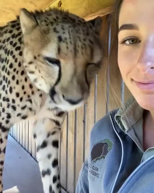 cheetah boop | Scrolller