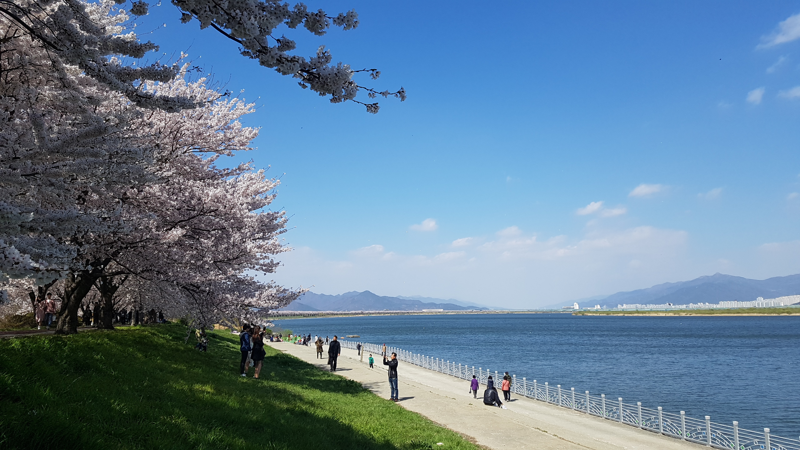 Cherry blossom by the Nakdong River, Busan [2560 ×1440] | Scrolller