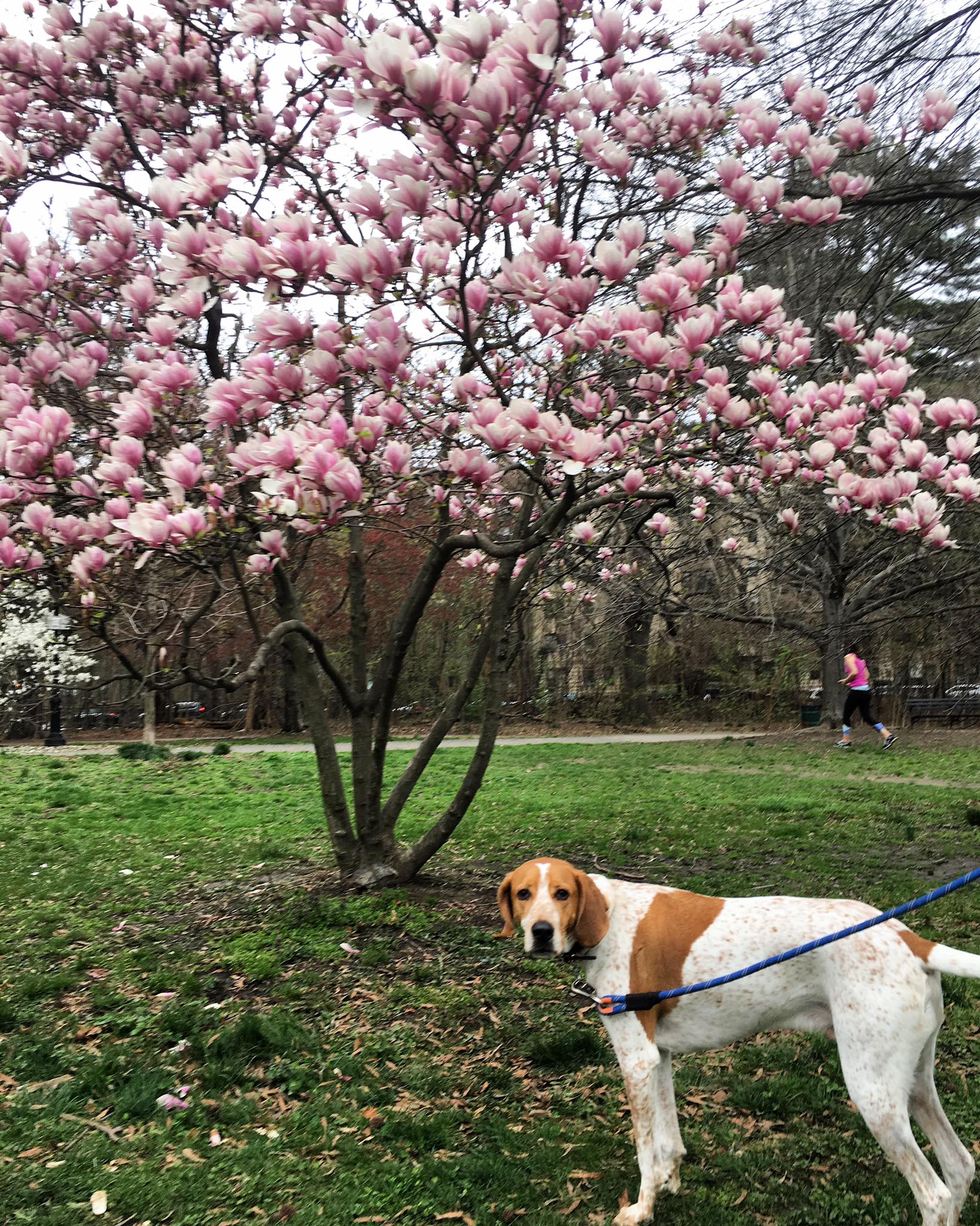 Cherry Blossom Season! | Scrolller