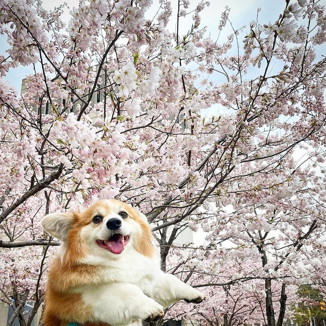 Cherry blossoms!🌸🐶 | Scrolller