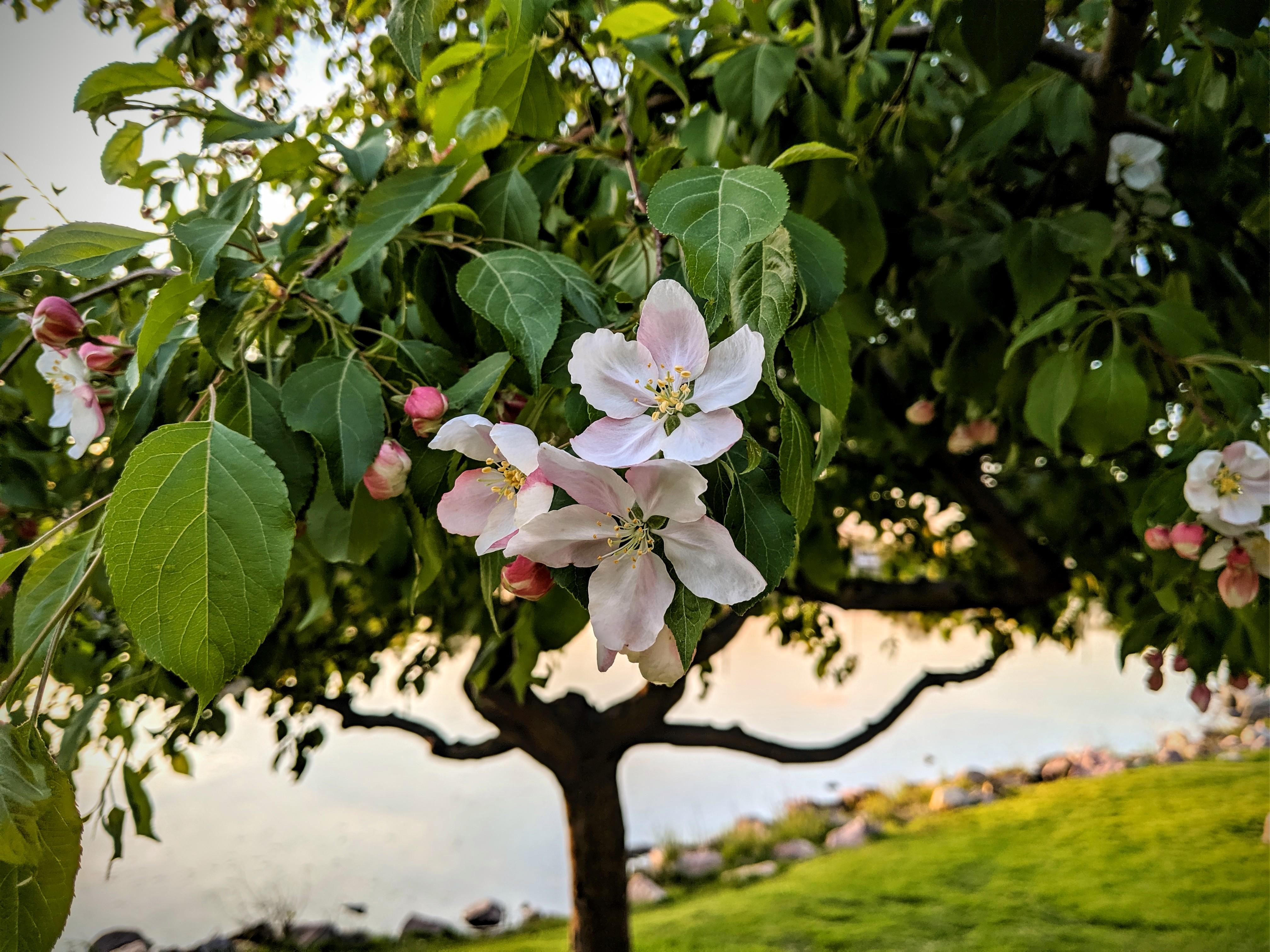 Cherry Blossoms are blooming! Great time for a walk down Japanese Gardens | Scrolller