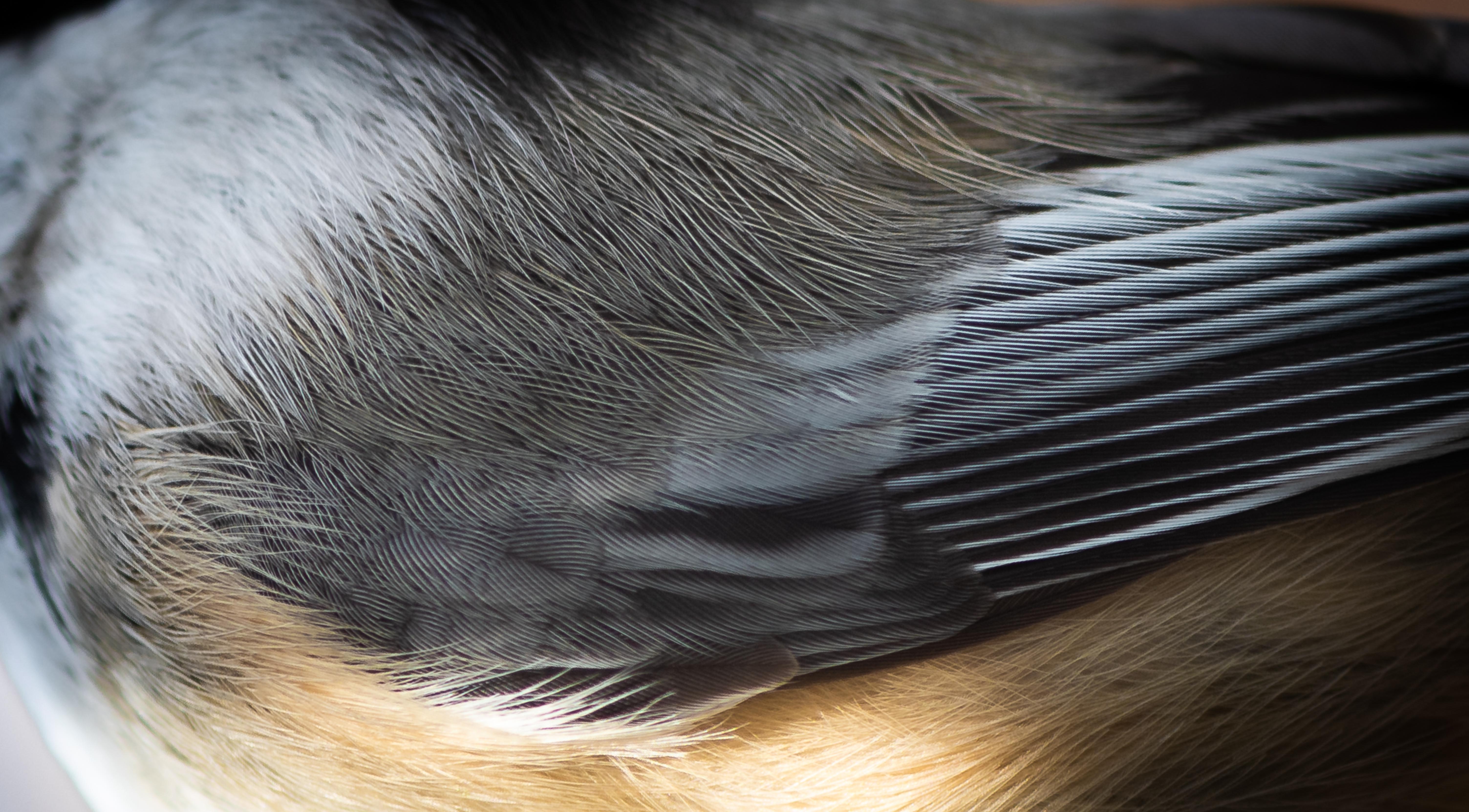 Chickadee Feathers | Scrolller