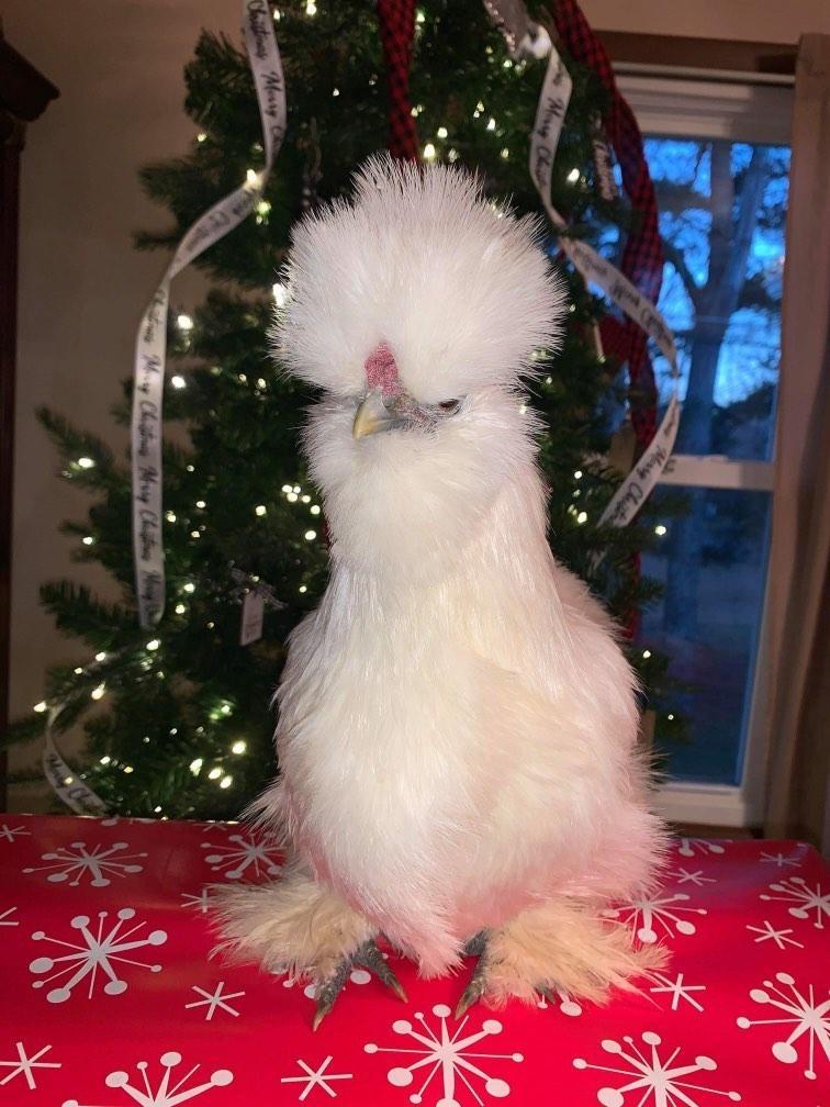 Chicken. | Scrolller