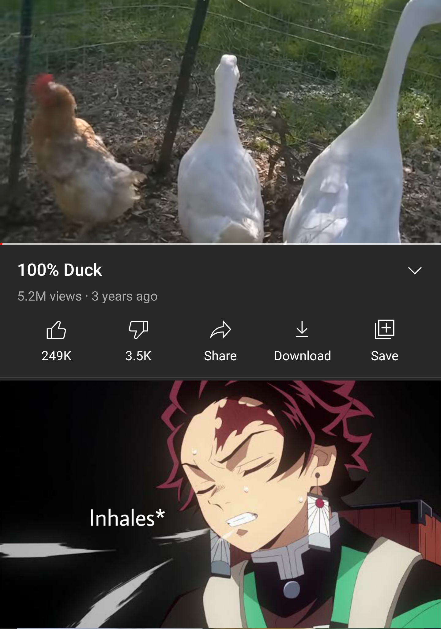 CHICKEN AMONG DUCKS! | Scrolller