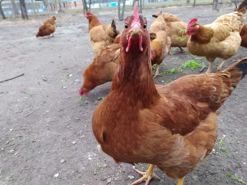 Chicken stare | Scrolller