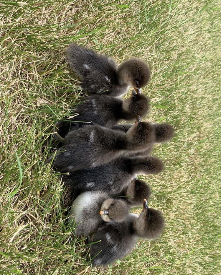 Chicks near Devils Lake North Dakota | Scrolller