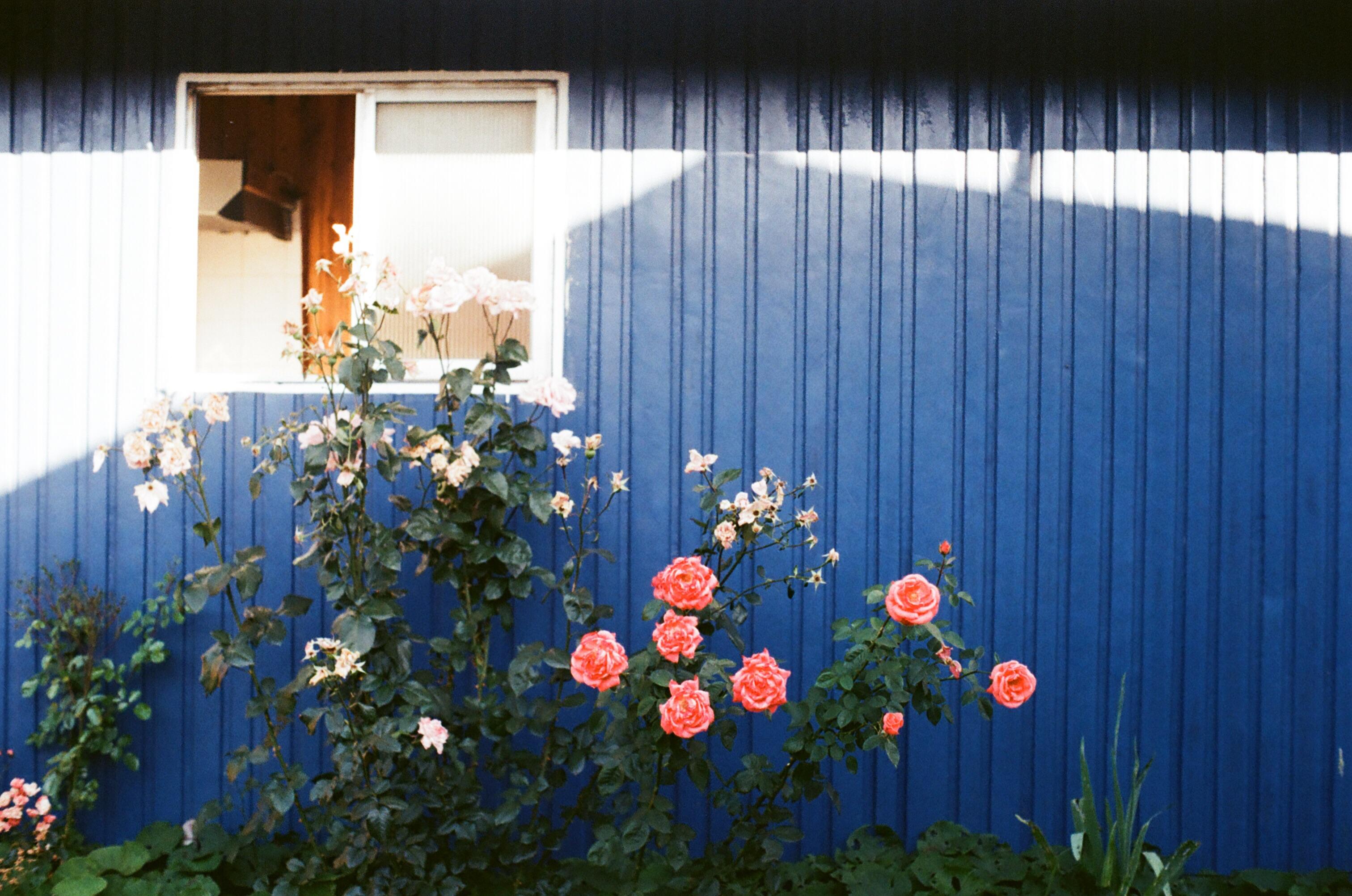 chile - kodak pro image 100 | Scrolller