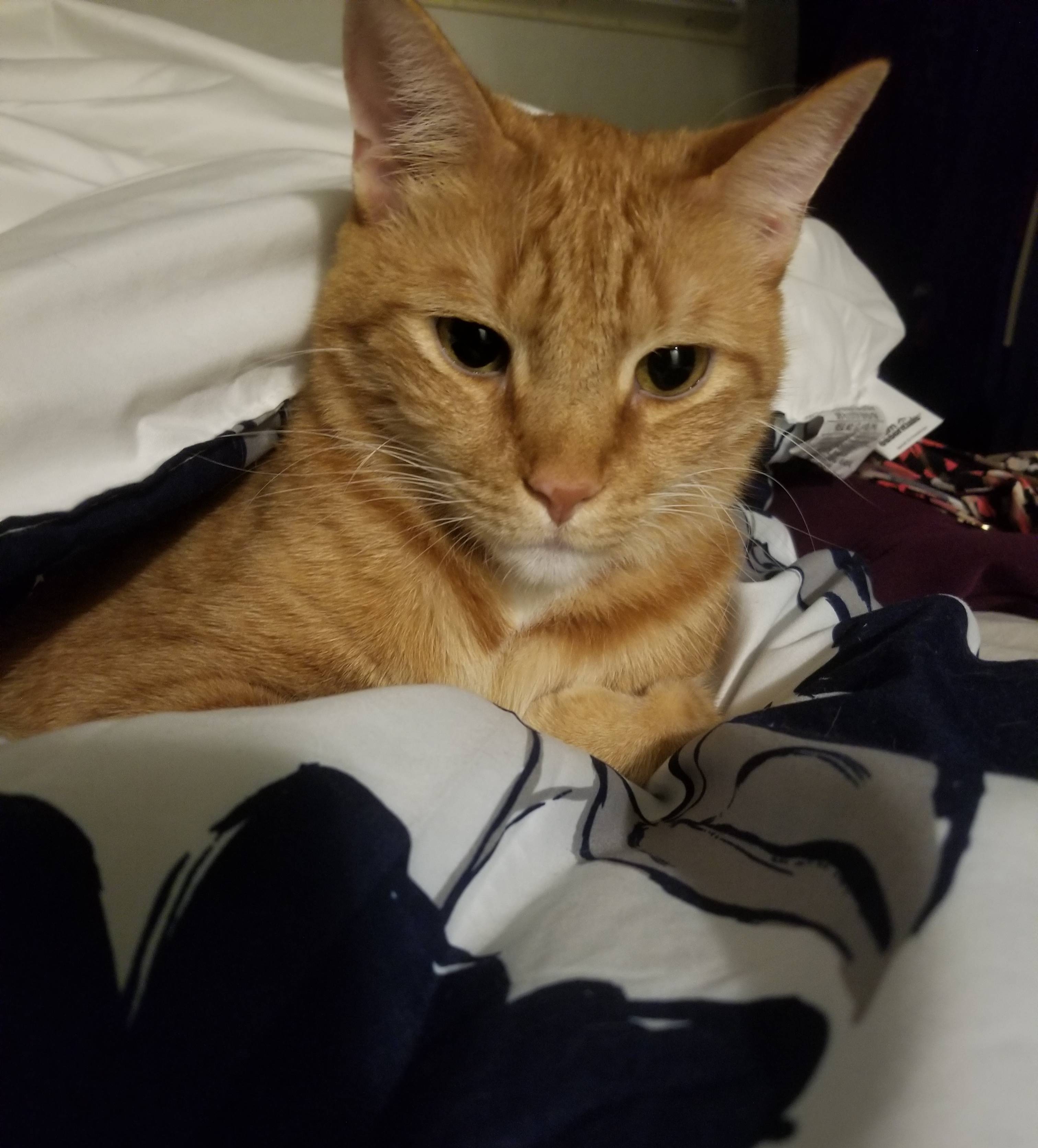 Chilling in my big bed.. | Scrolller