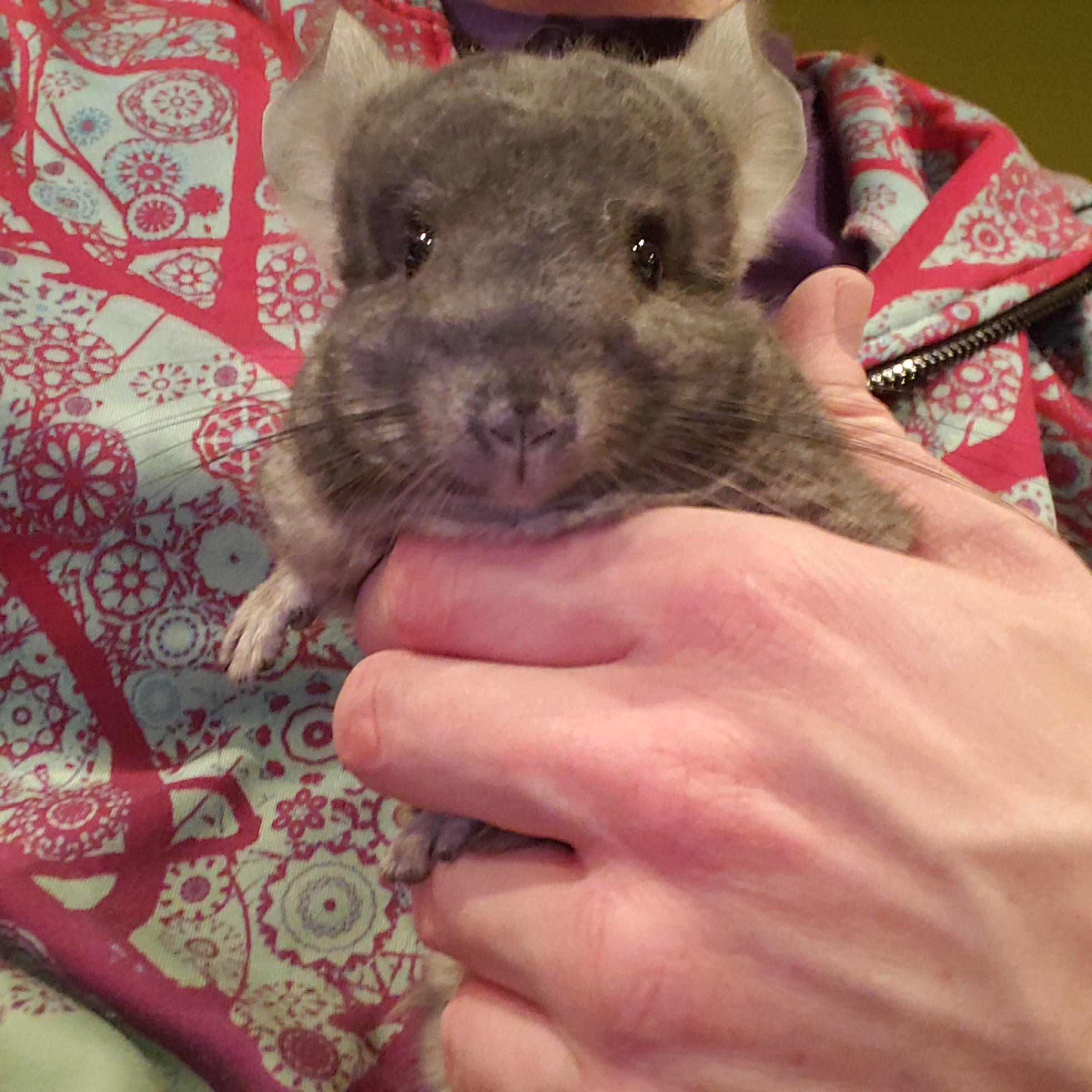 Chilling with Chili the Chinchilla | Scrolller