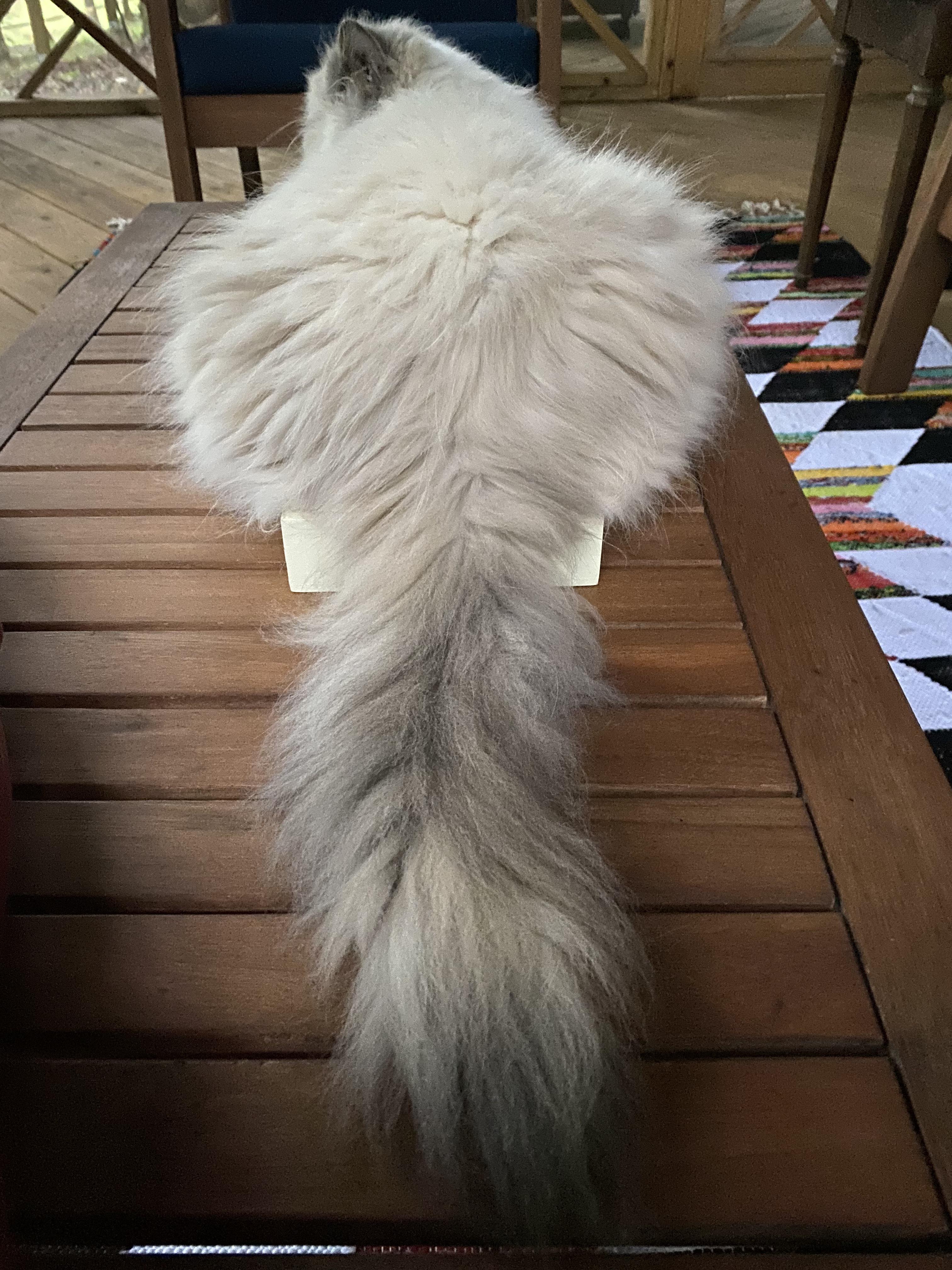 Chips fits, her floof no so much | Scrolller