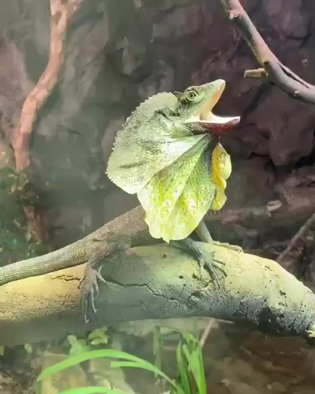 Chlamydosaurus kingii also known commonly as the frill-necked lizard | Scrolller