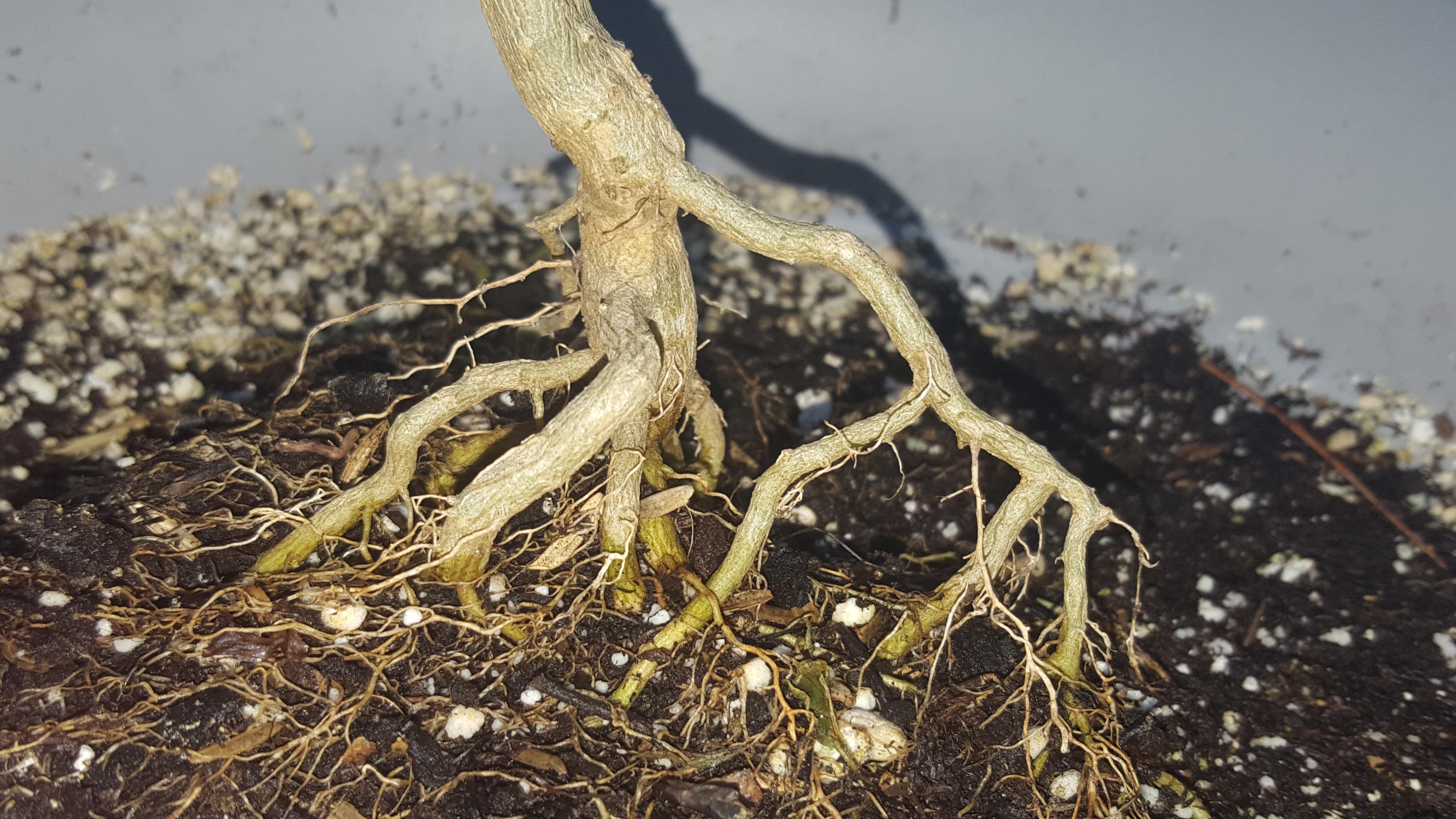 Chocolate Habanero first year | Scrolller