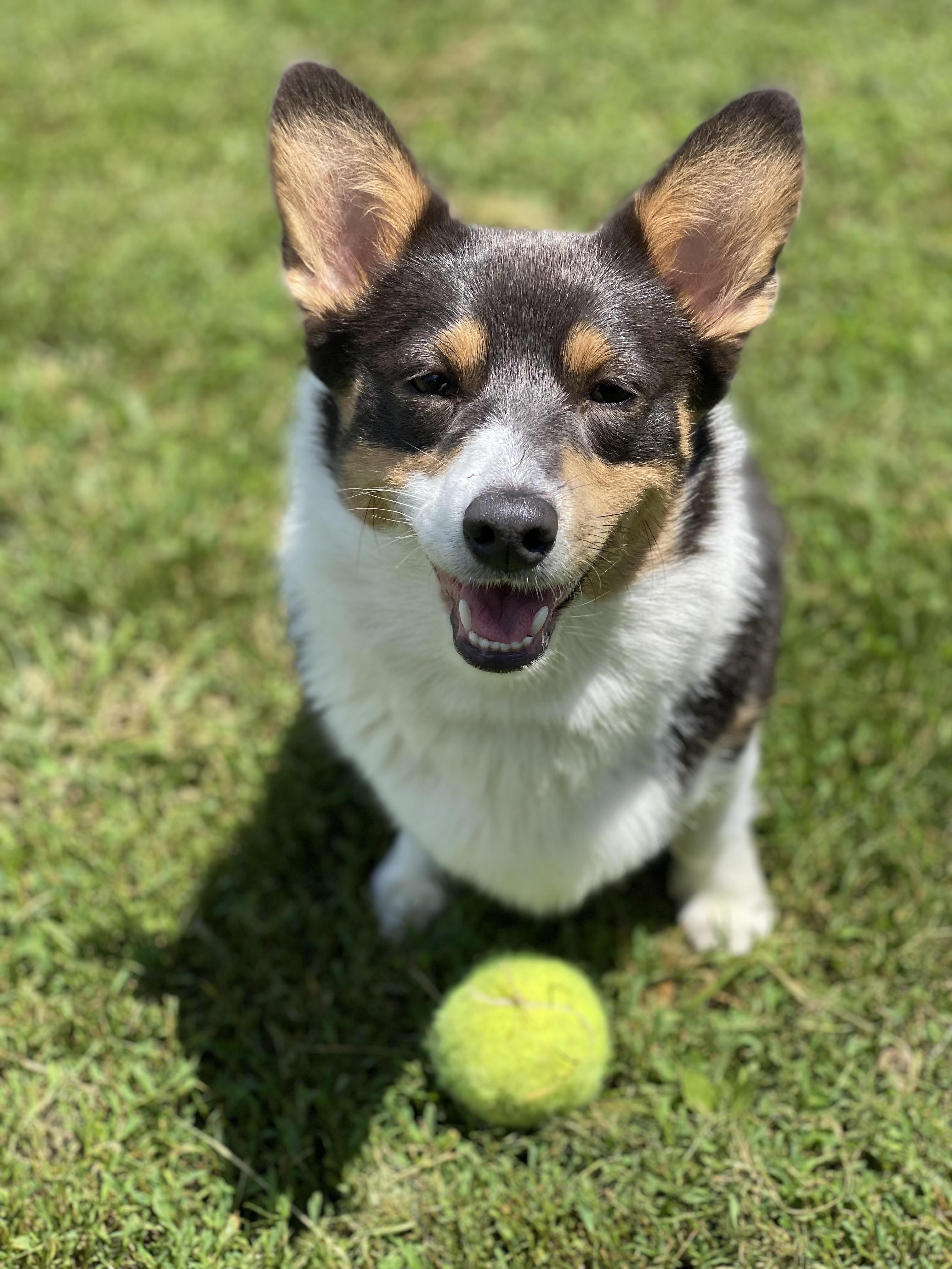 Choncho with her favorite toy 😊 | Scrolller