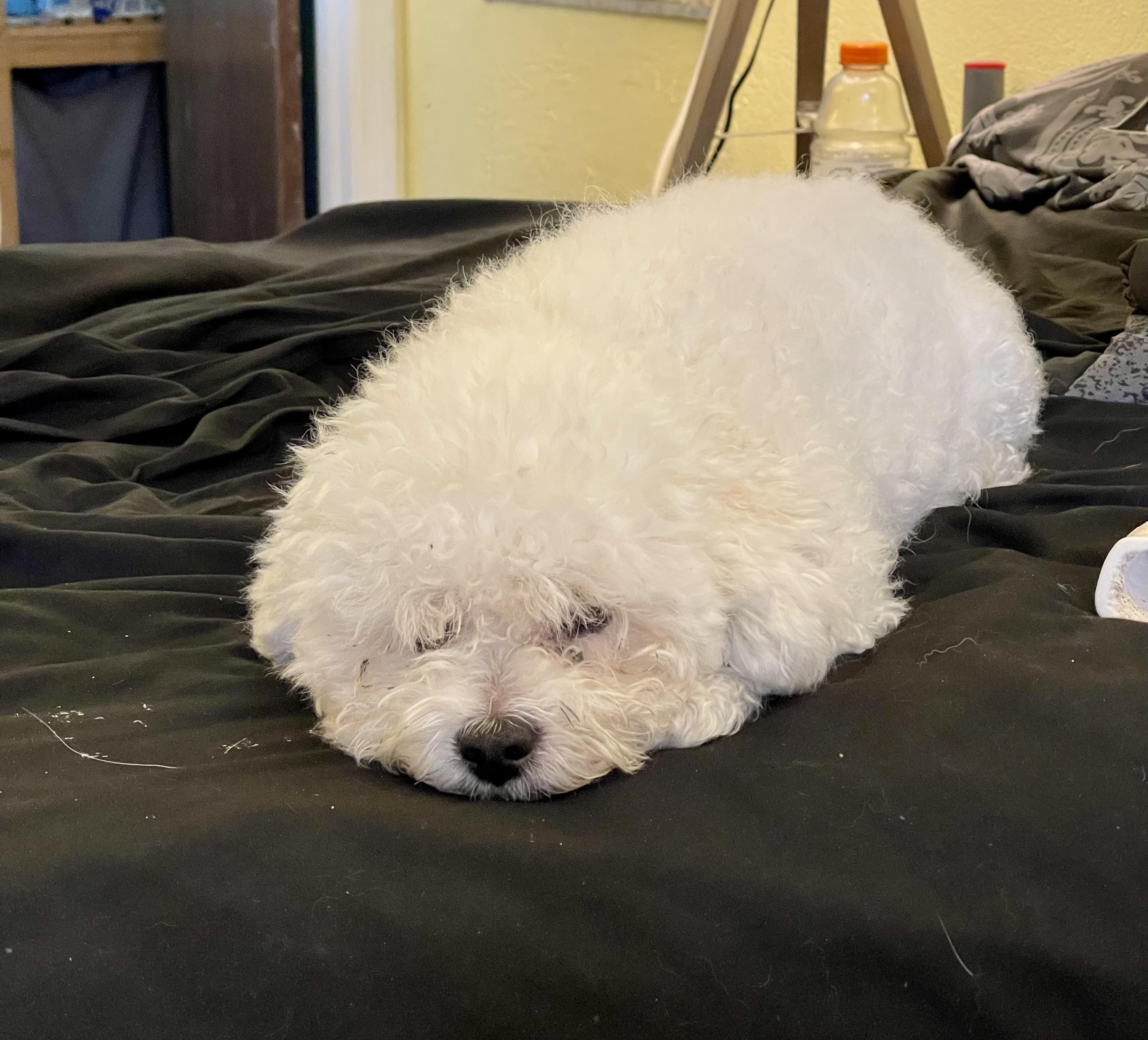 Chonk Loaf. | Scrolller
