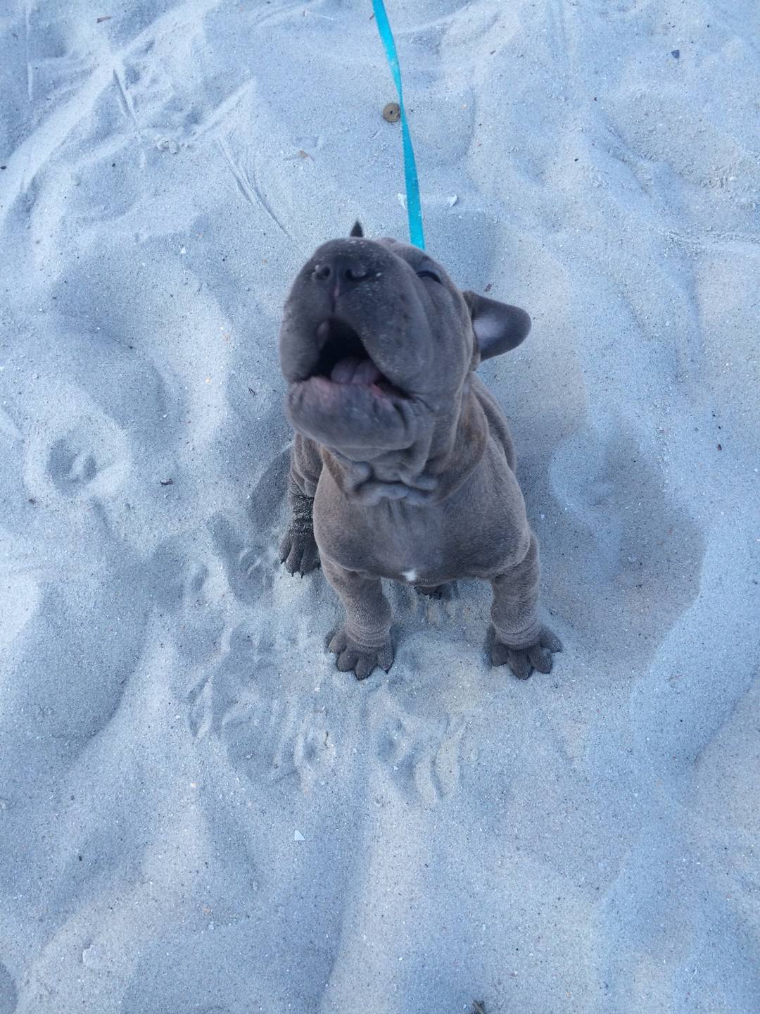 CHONK on the beach | Scrolller