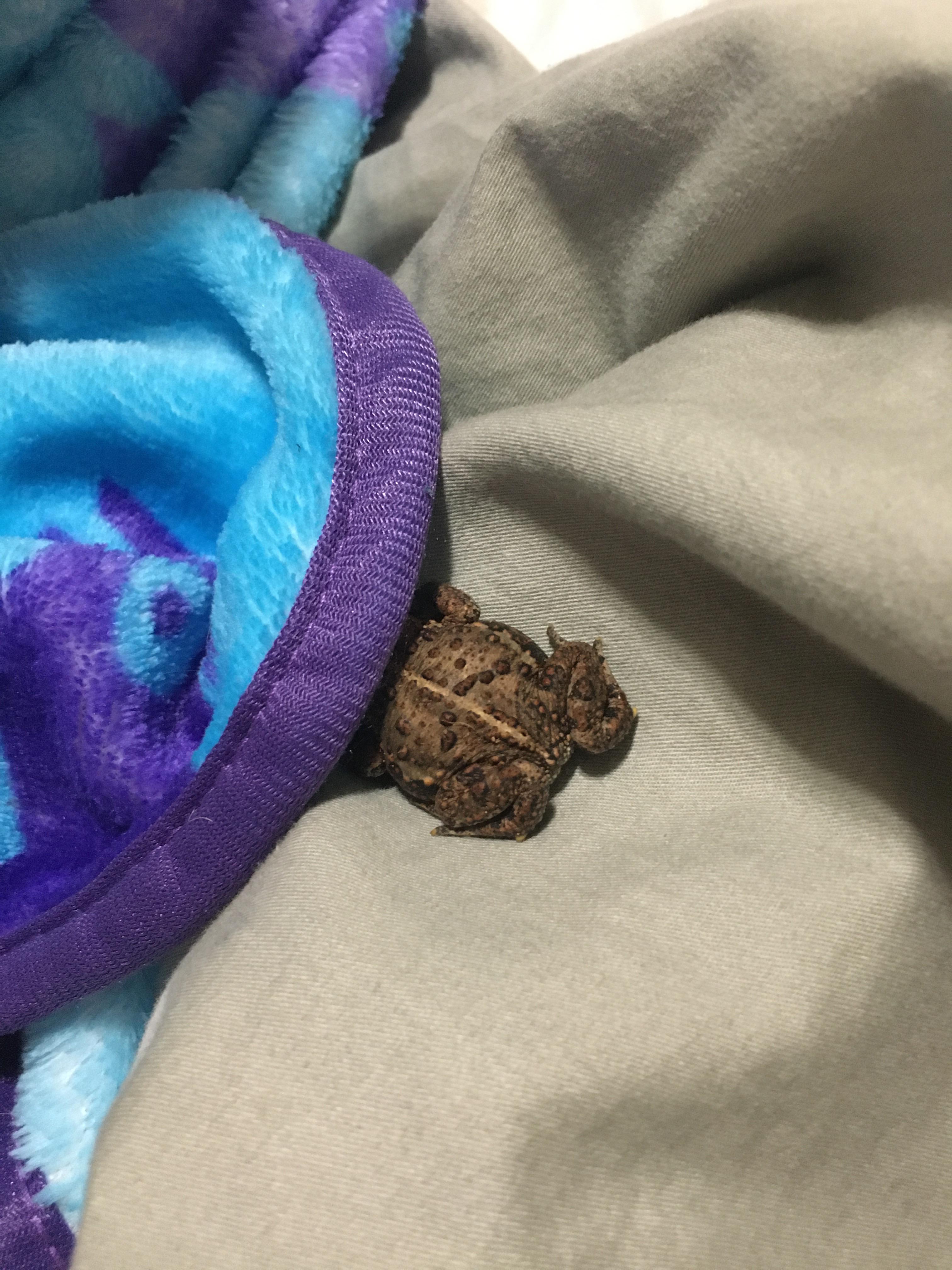 Chonky boy is very sneaky | Scrolller