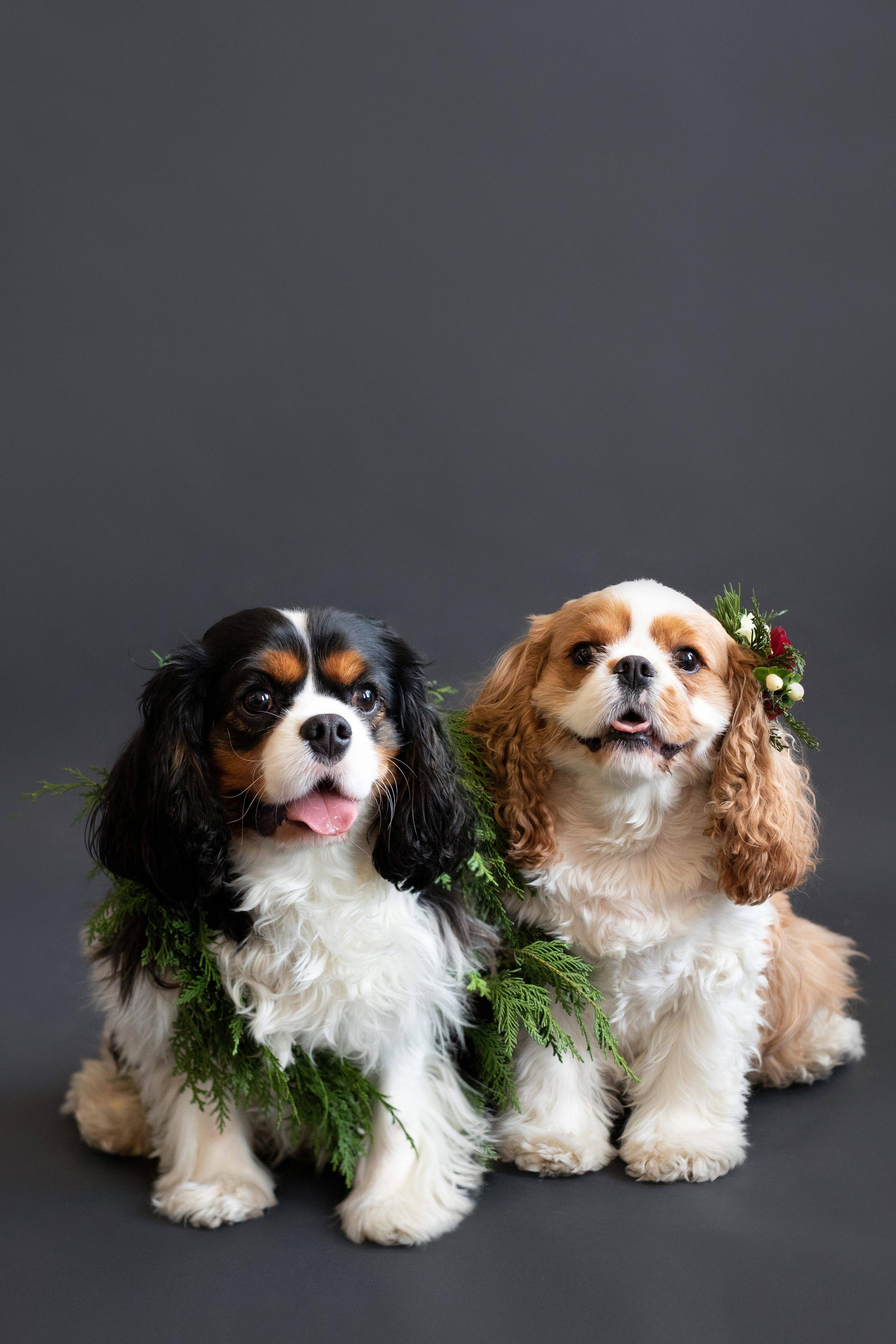 Christmas photoshoot preview! | Scrolller