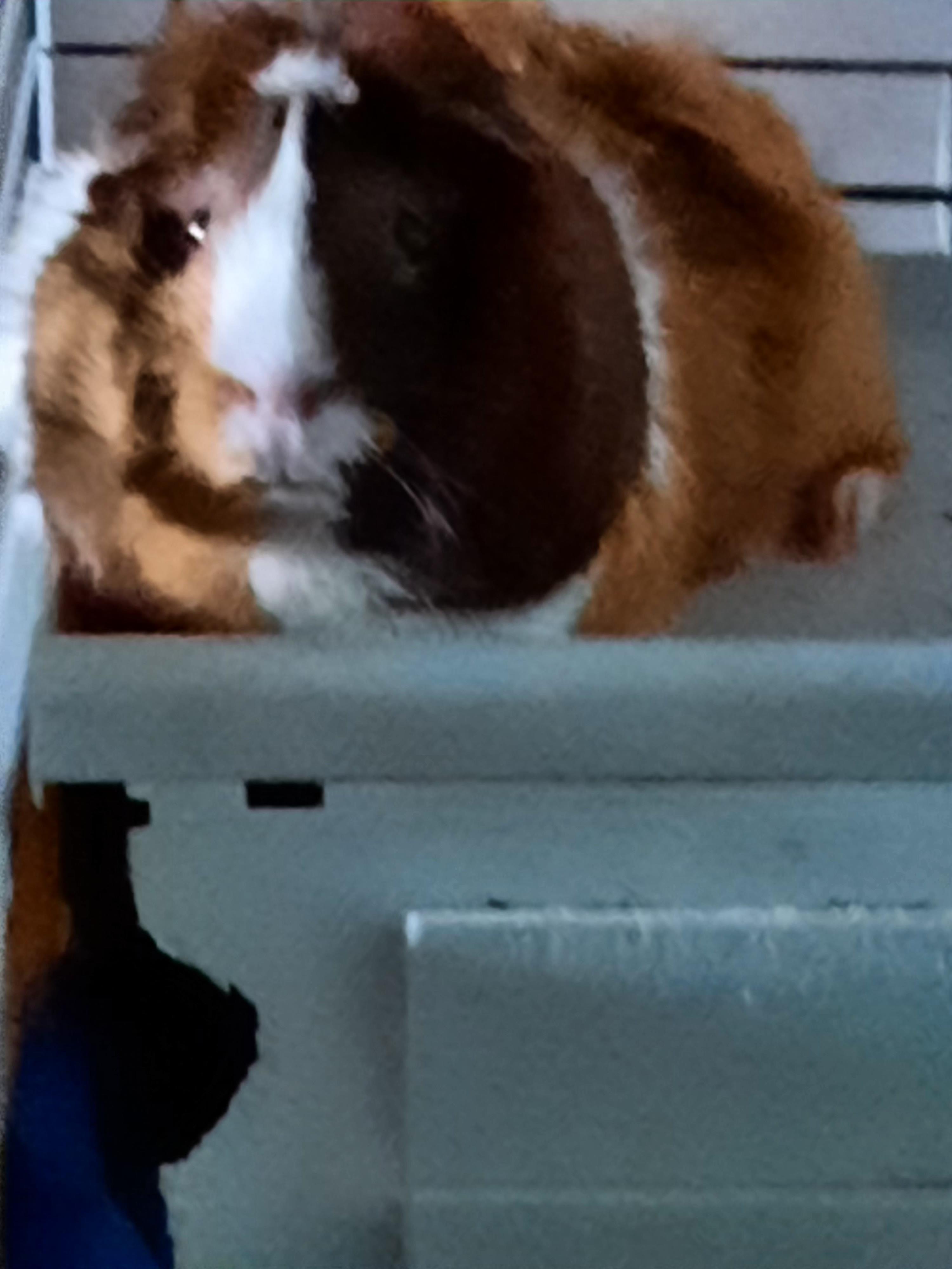 Chubby Pig | Scrolller