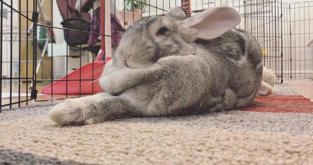 Chunky monkey? More like Humongous Chungus | Scrolller