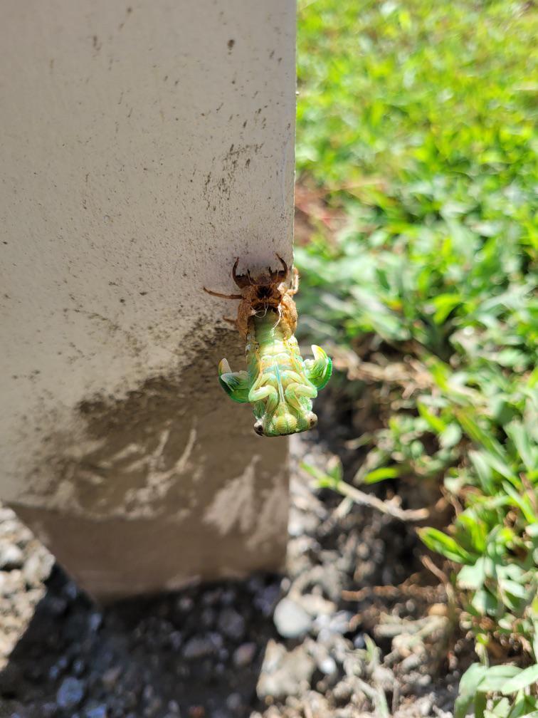 🔥 Cicada mid molt! | Scrolller