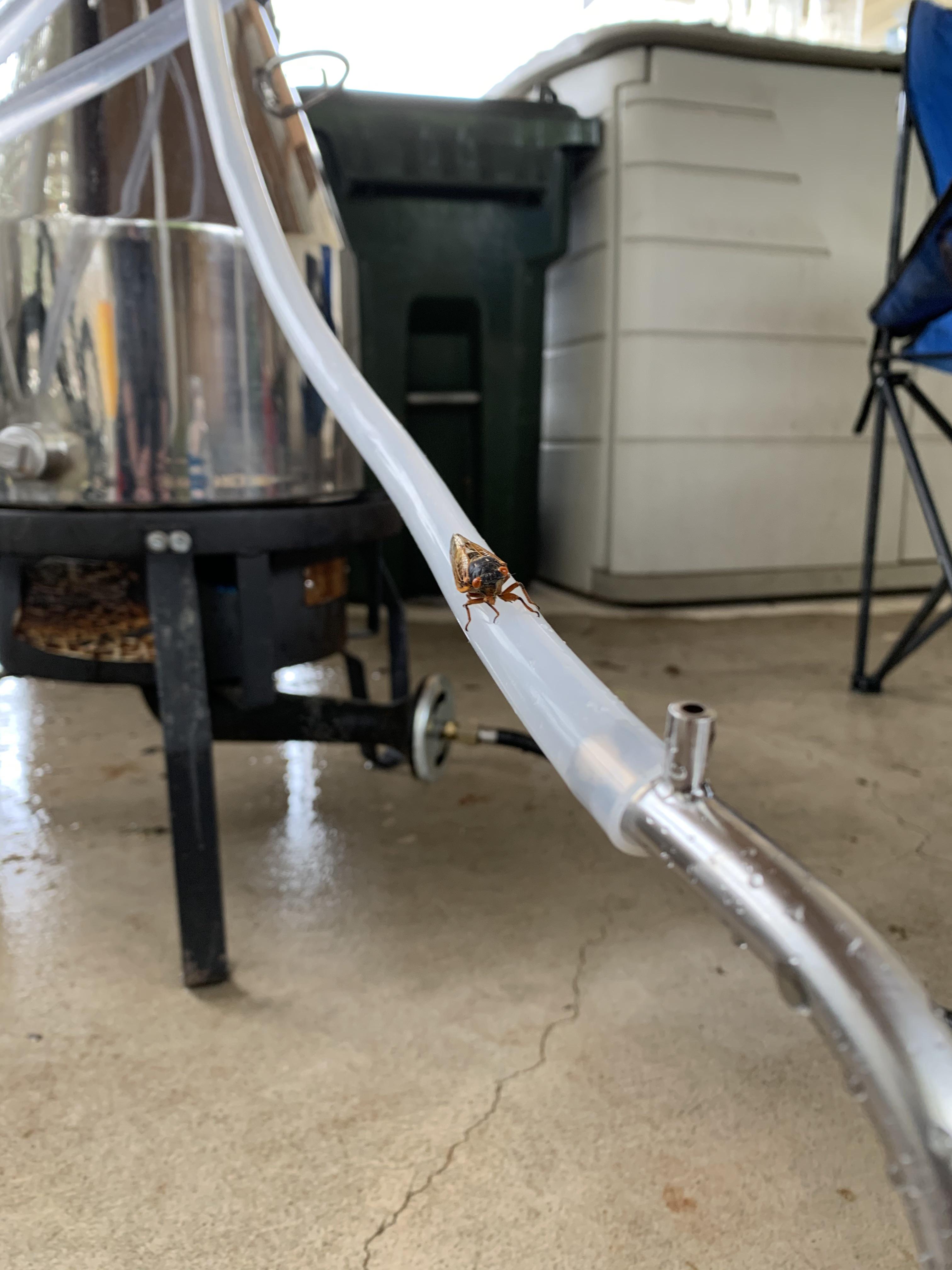 Cicadian Rye | Scrolller