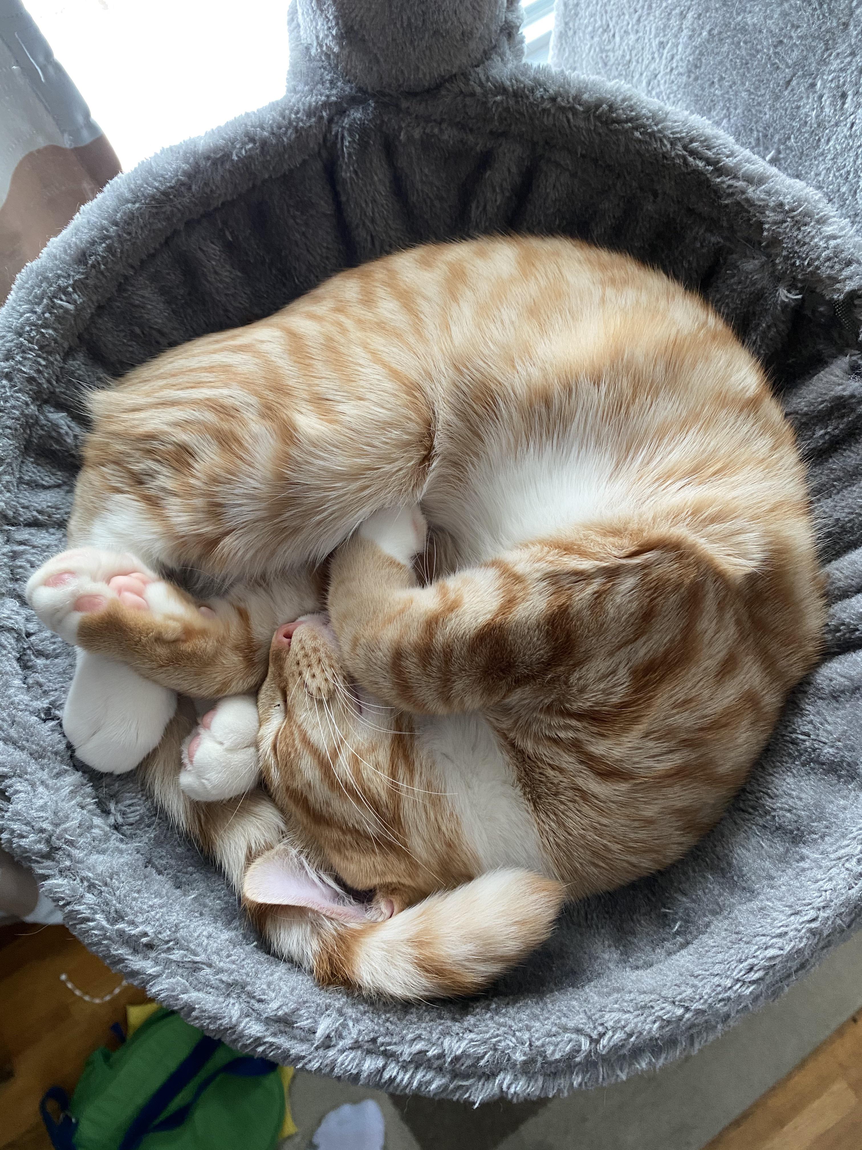 Cinnamon is a puddle. | Scrolller