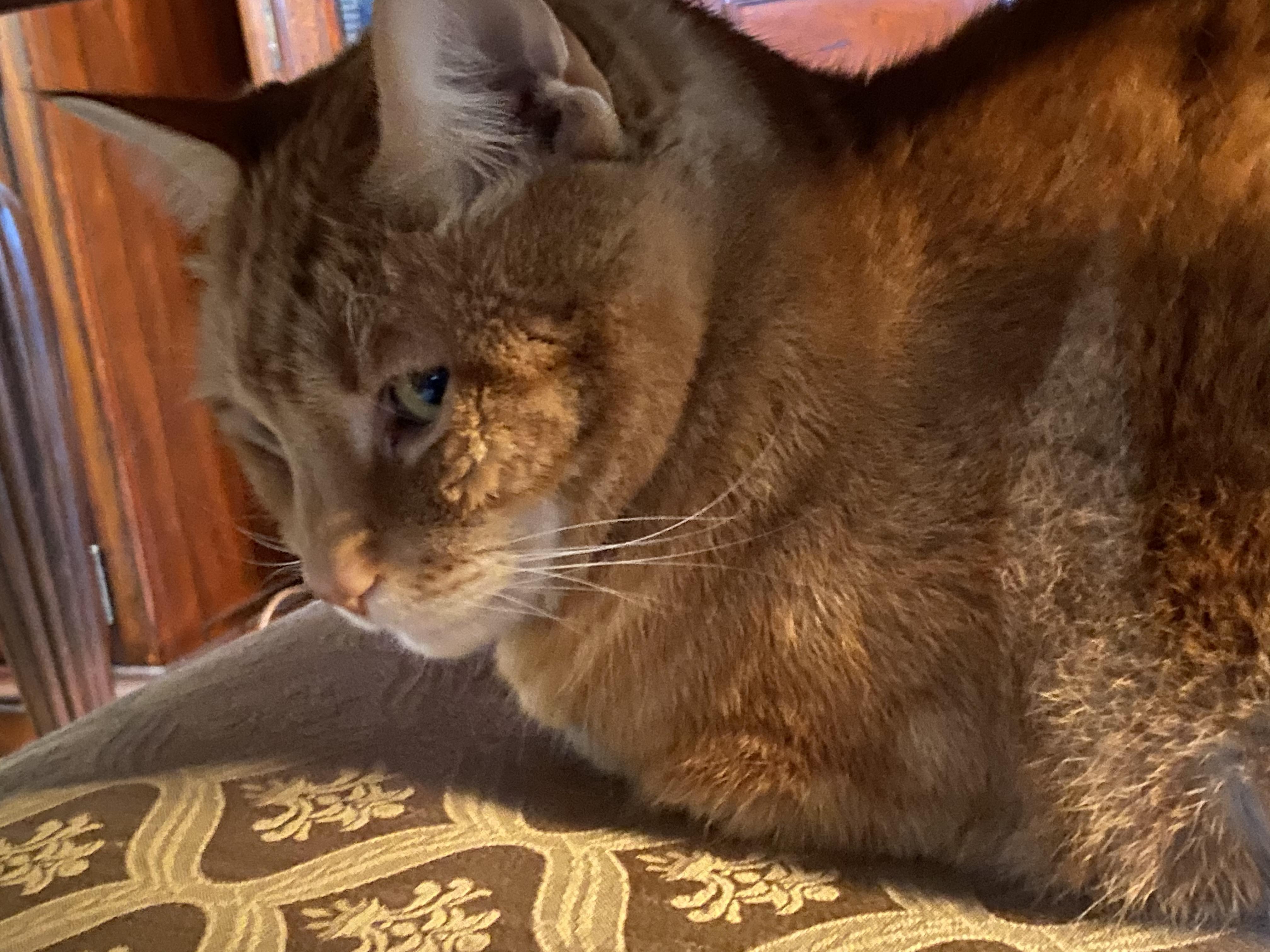 Cinnamon loaf with a strong side eye game. | Scrolller