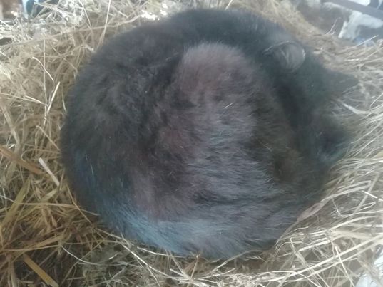 Circle cat | Scrolller