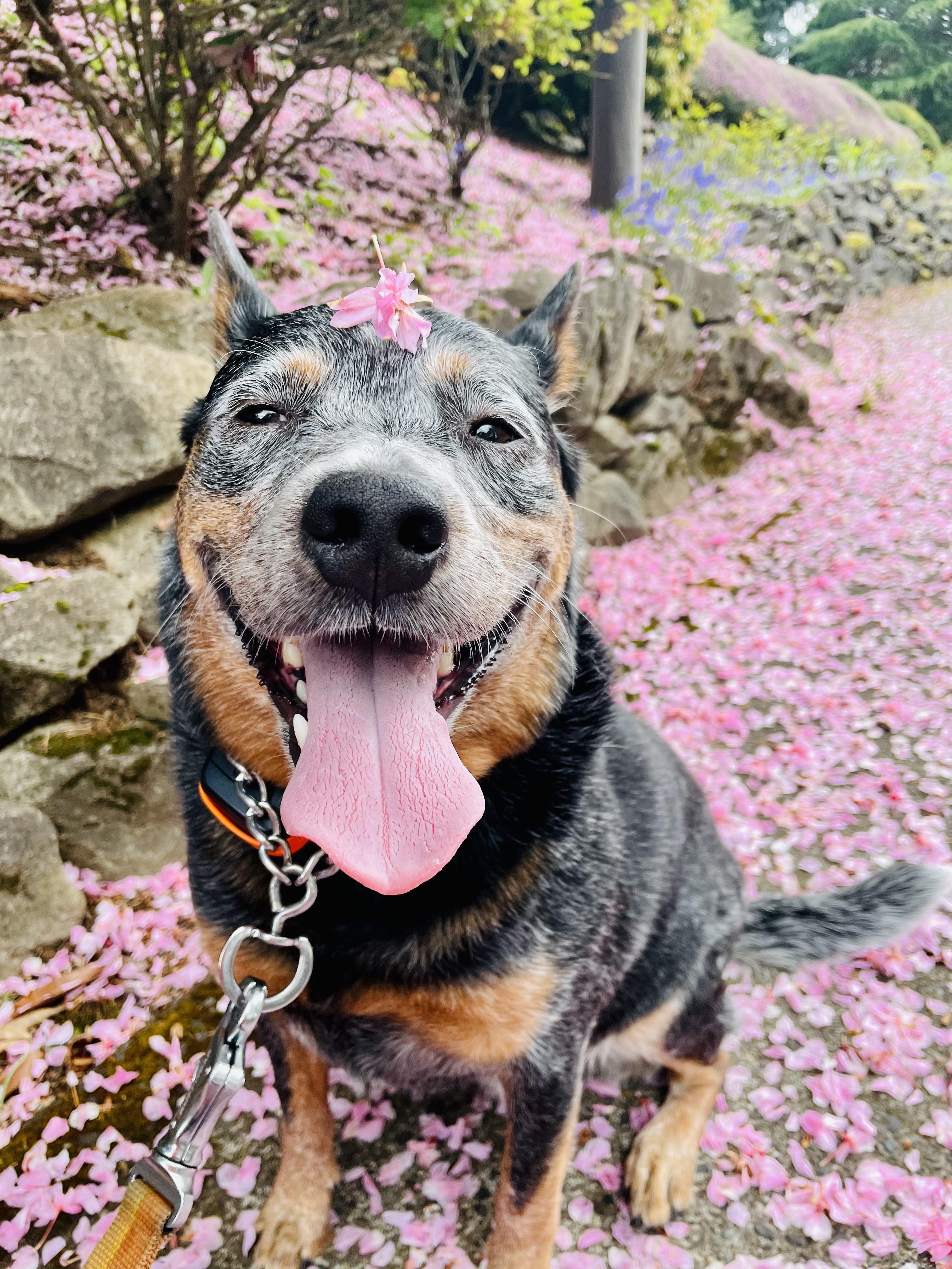 Clark the cattle dog | Scrolller