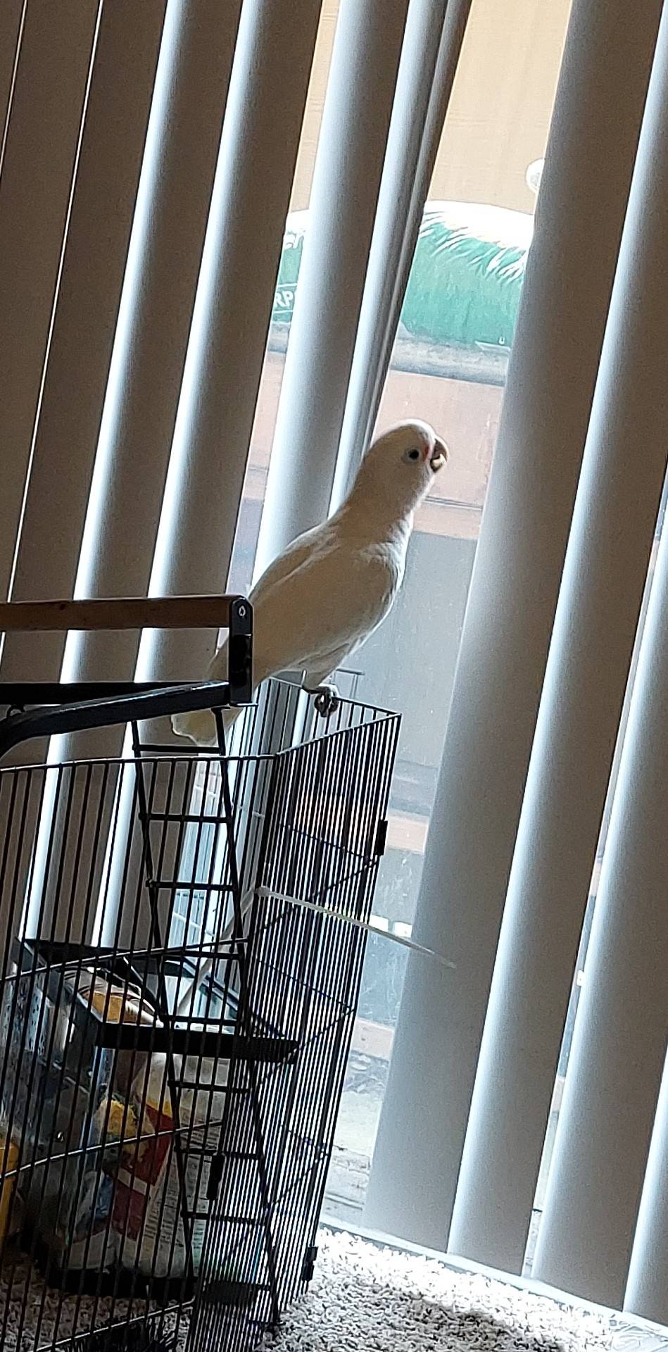 Classy bird holds the blinds with her foot. | Scrolller