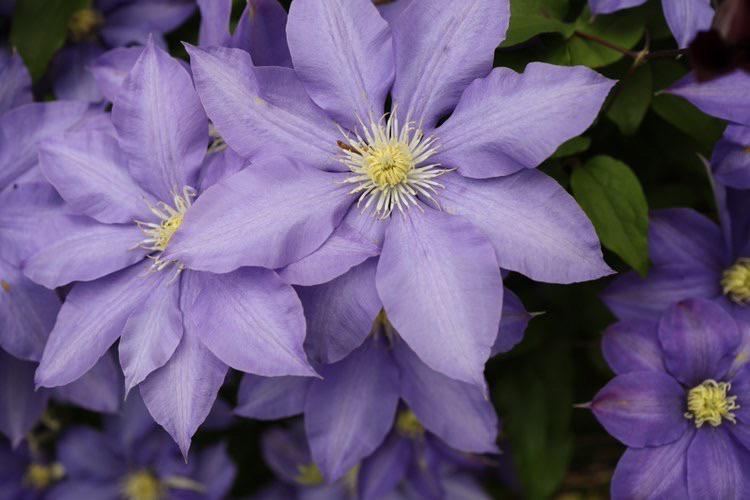 Clematis | Scrolller
