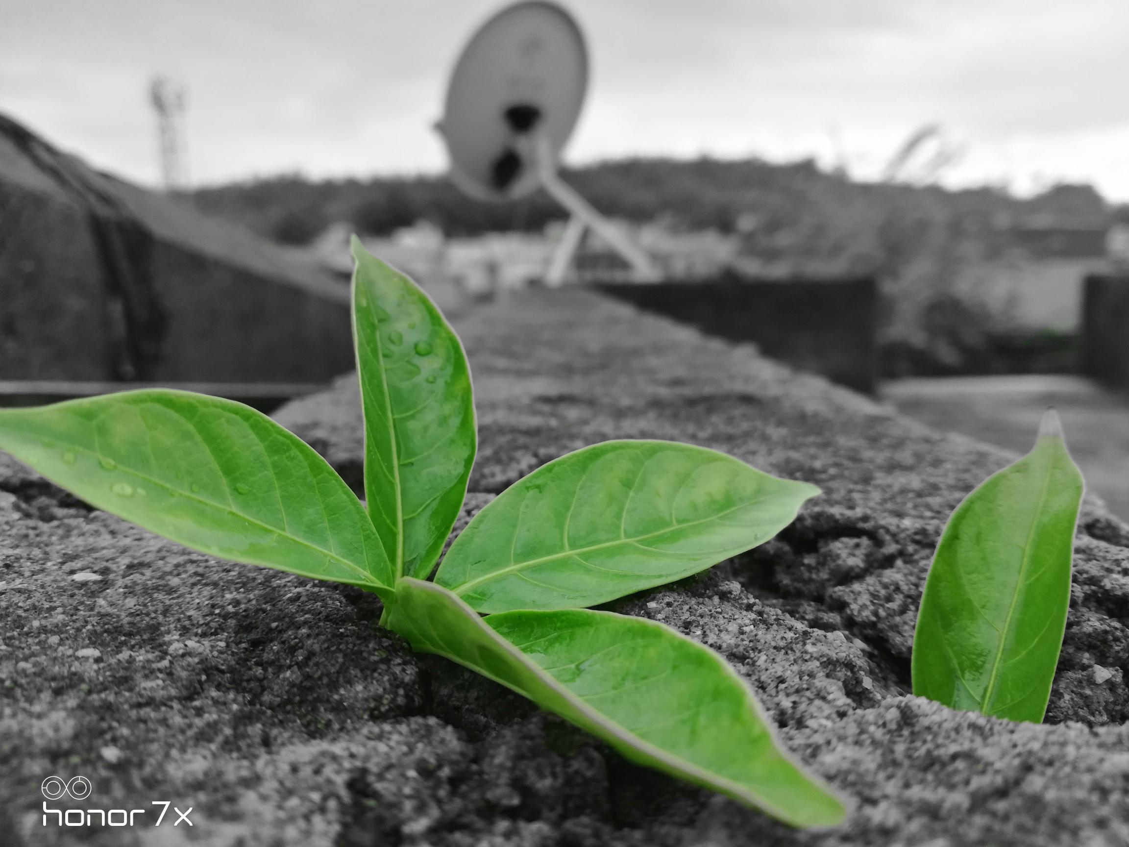 Clicks by HONOR 7X | Scrolller