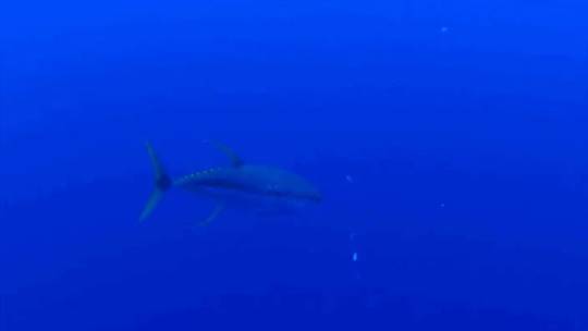 Close encounter with a fish | Scrolller