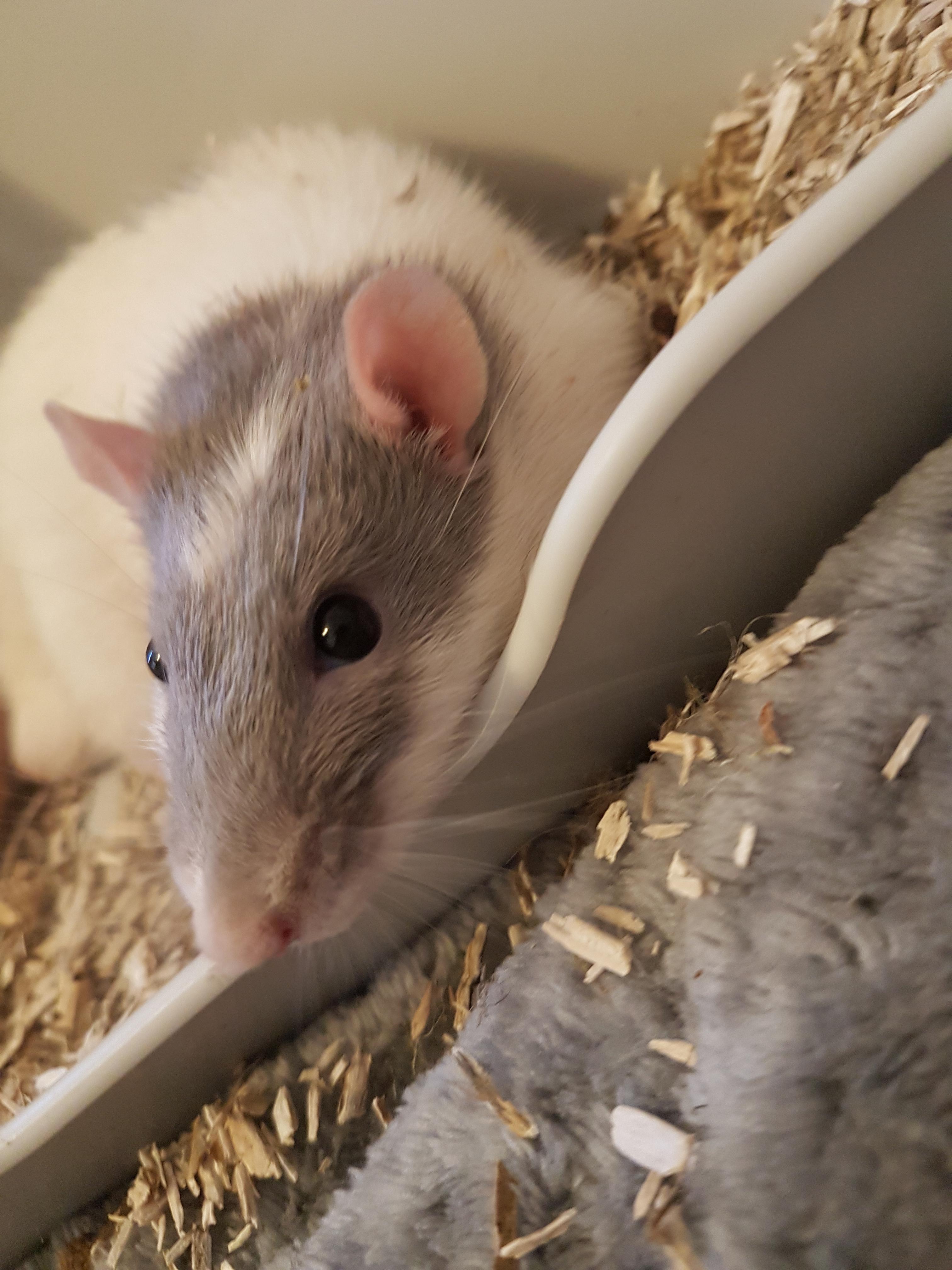 Clyde giving you his best bedroom eyes | Scrolller