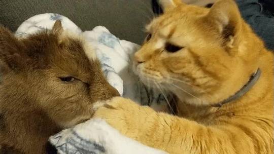 C'mere and lemme smell ya! | Scrolller