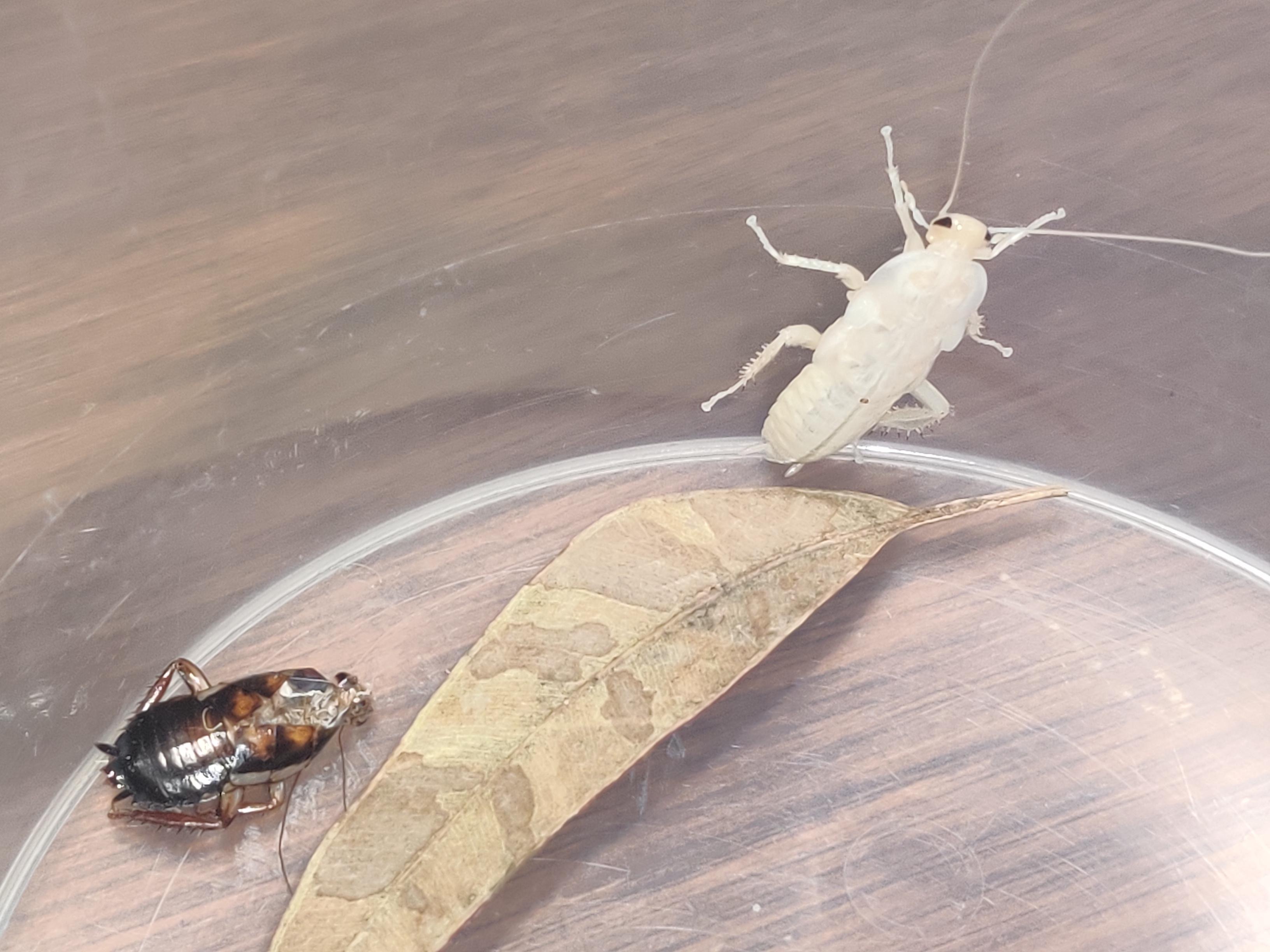 Cockroaches can shed their skin | Scrolller