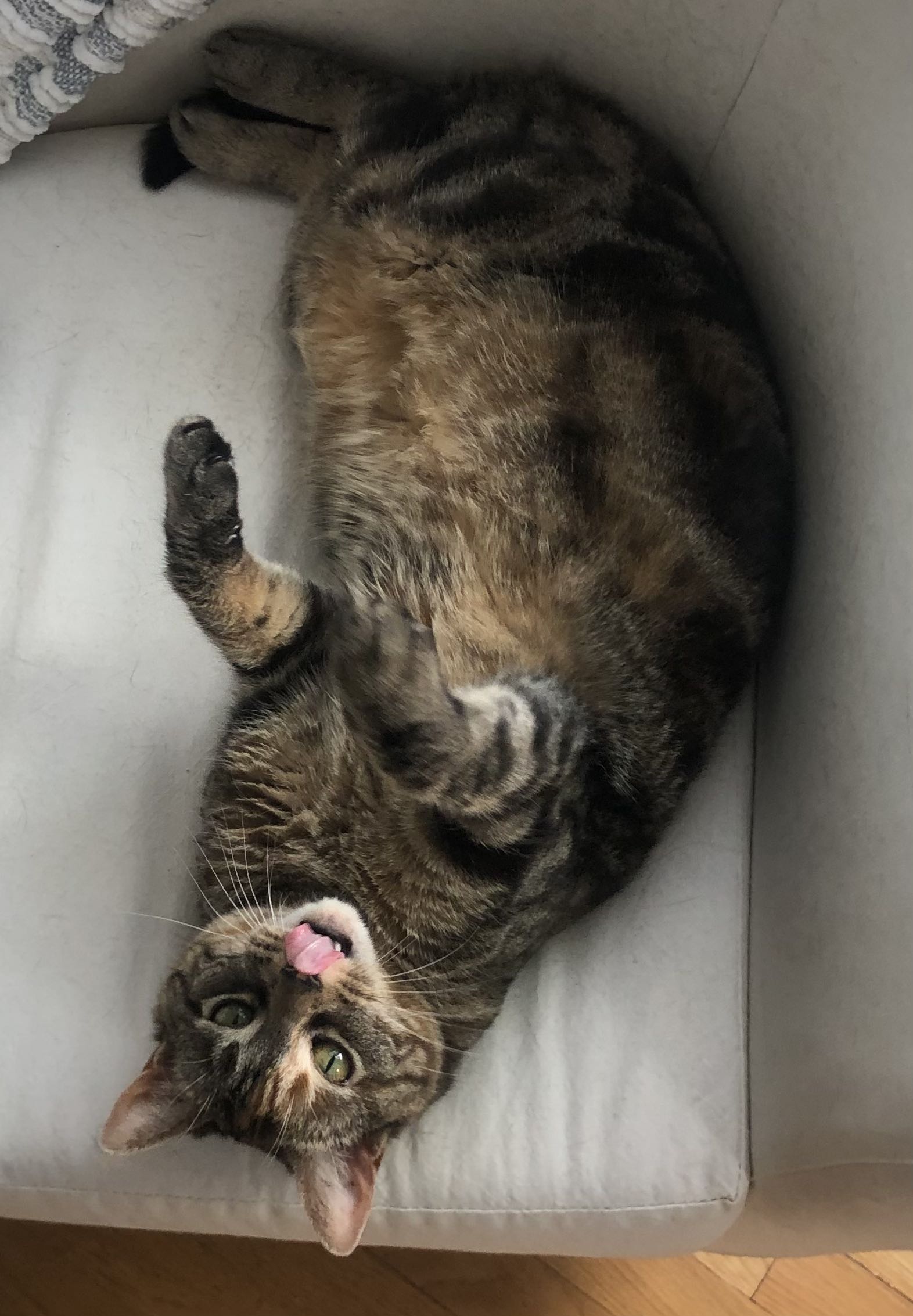 Coco is a little chonky and a little weird sometimes, but we love her. | Scrolller