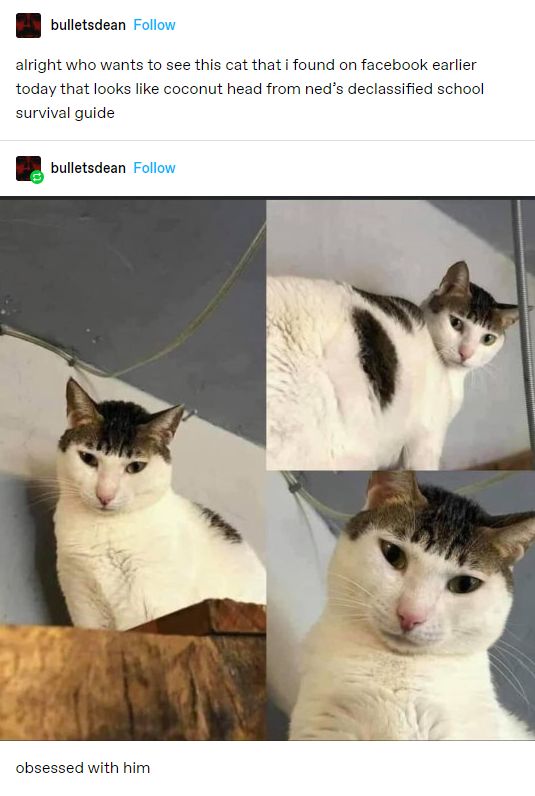 coconut head | Scrolller