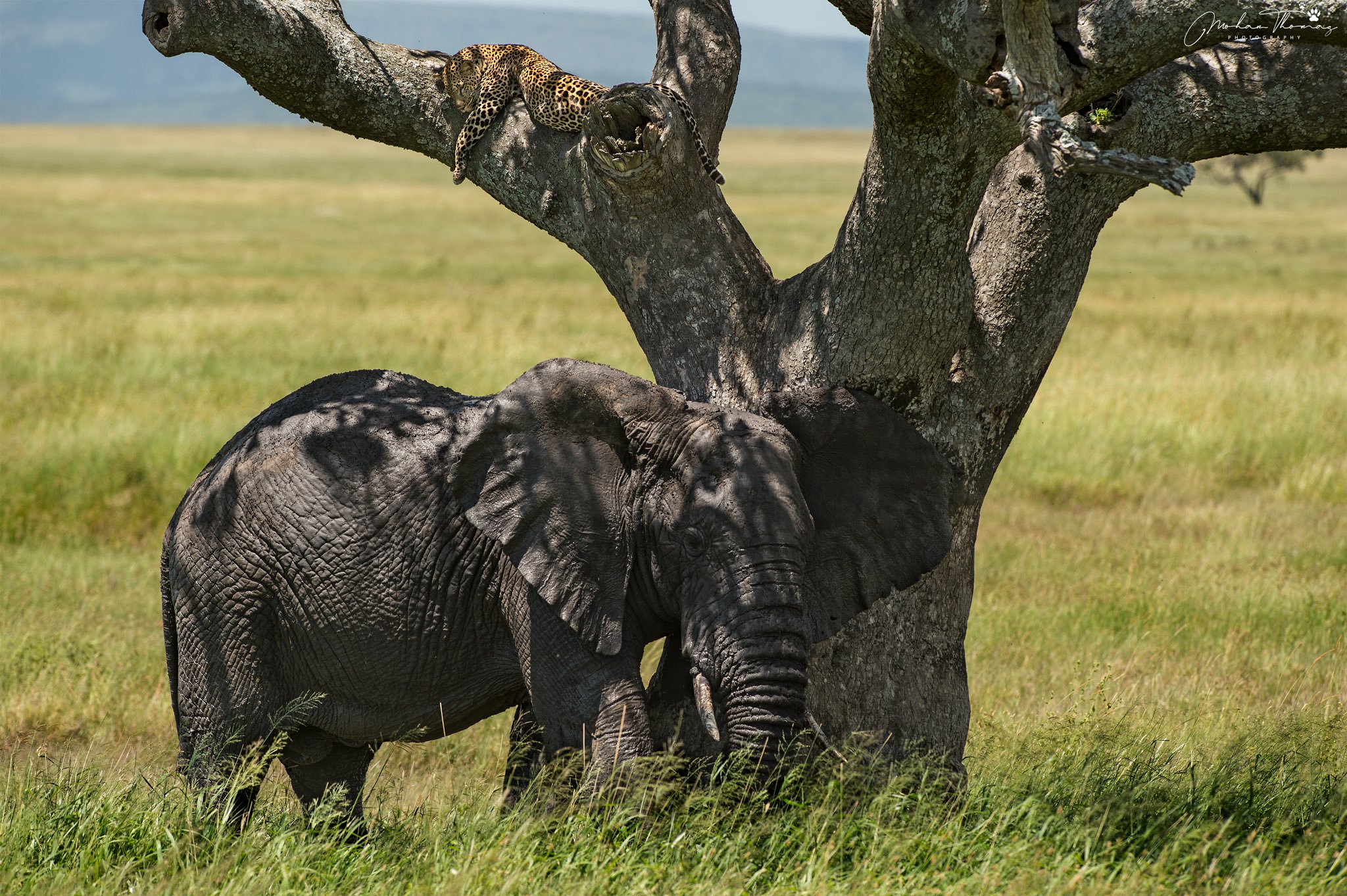 Coexistence at its best... A leopard and an elephant resting under a tree, From Seronara ...