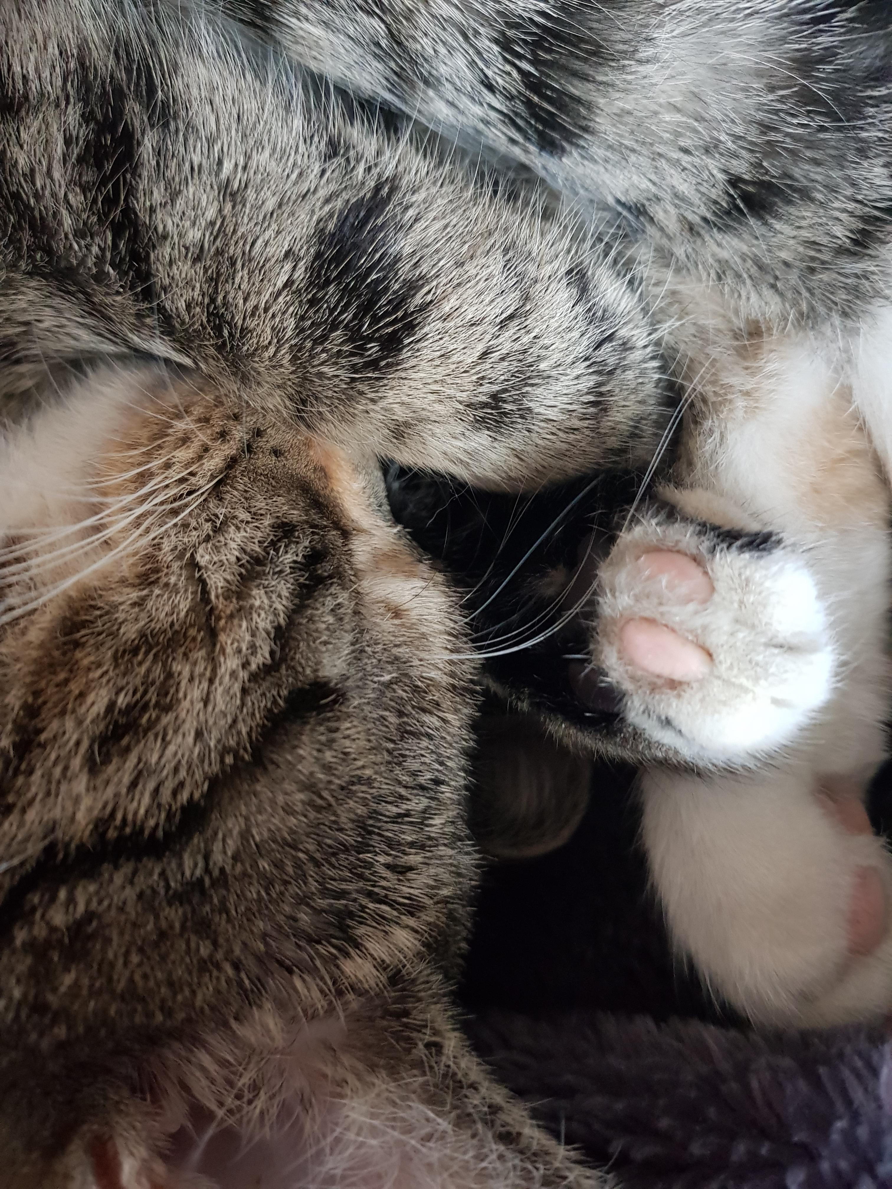 Colourful toebeans | Scrolller