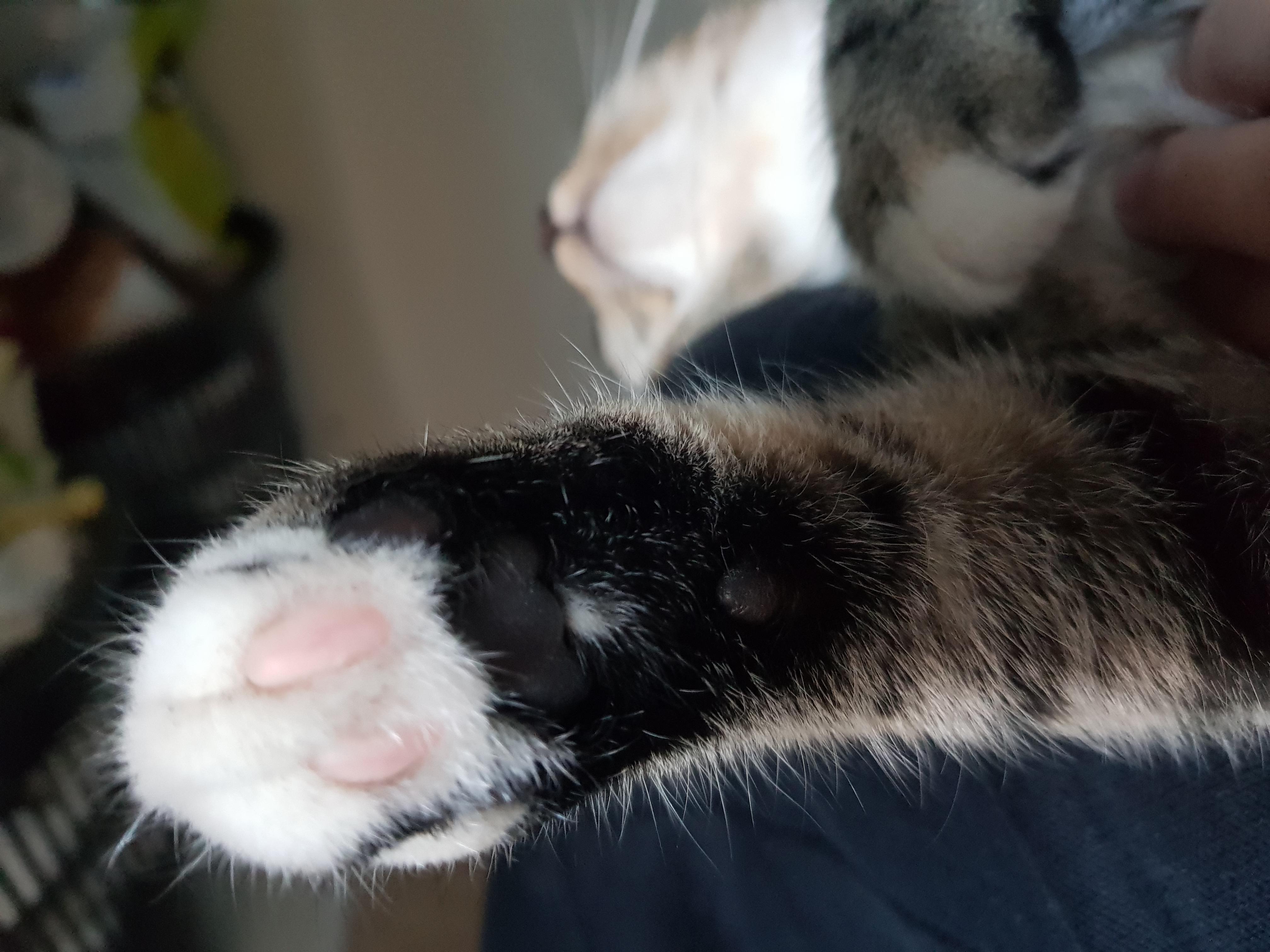 Colourful toebeans stretched out real far | Scrolller