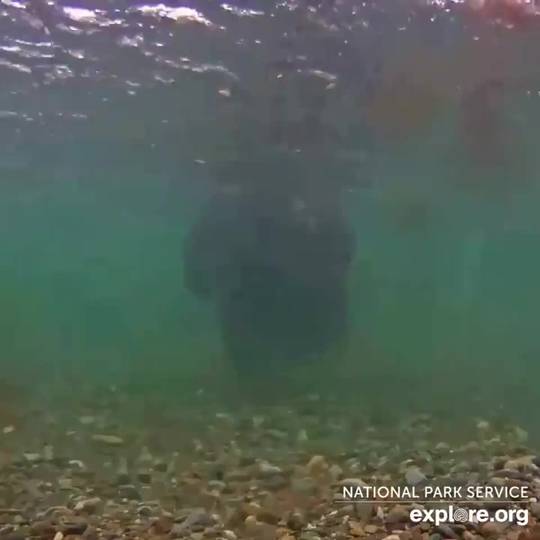 Come and give your uncle bear-bear a big hug | Scrolller